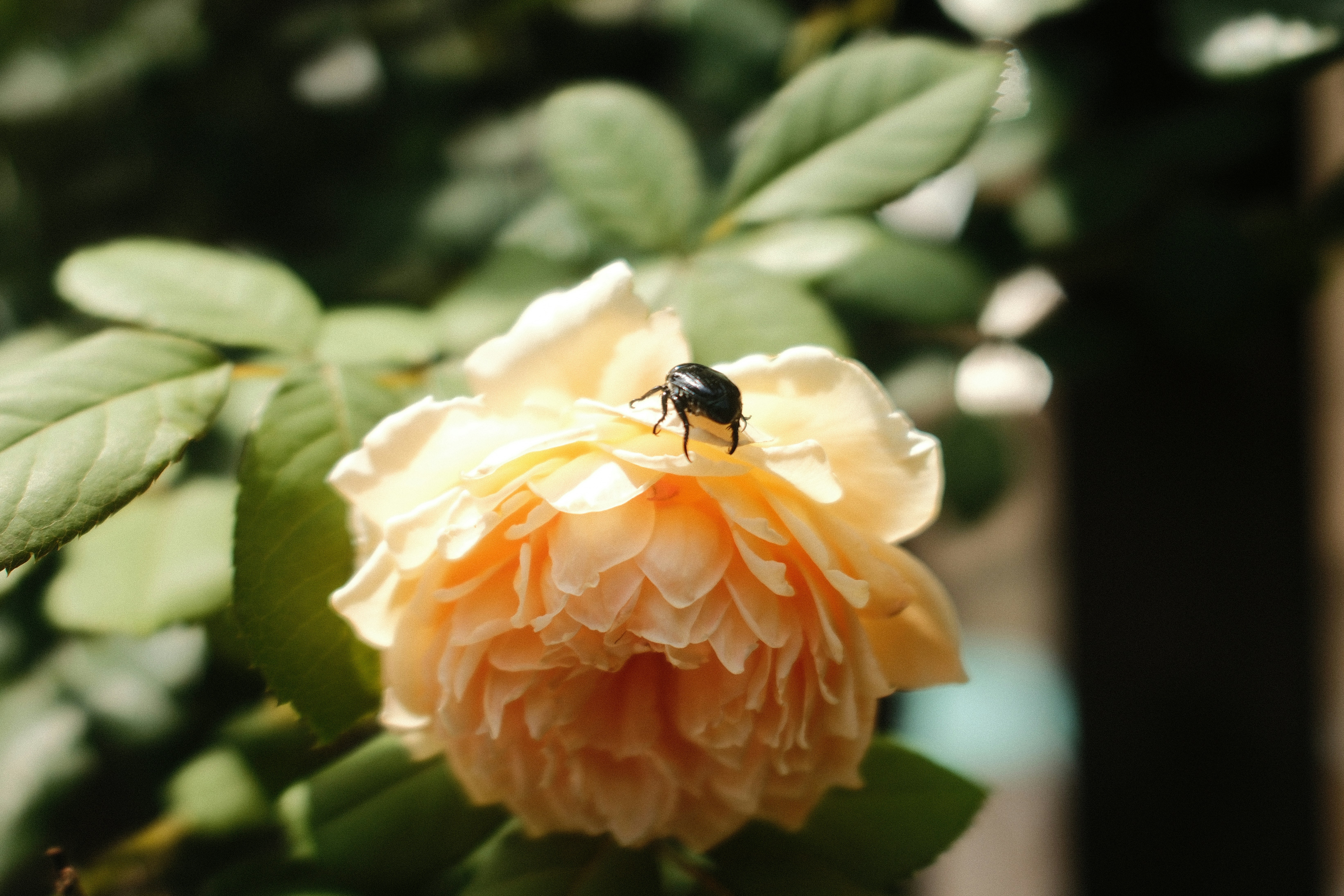 Peony photo shot on Fujifilm X100VI