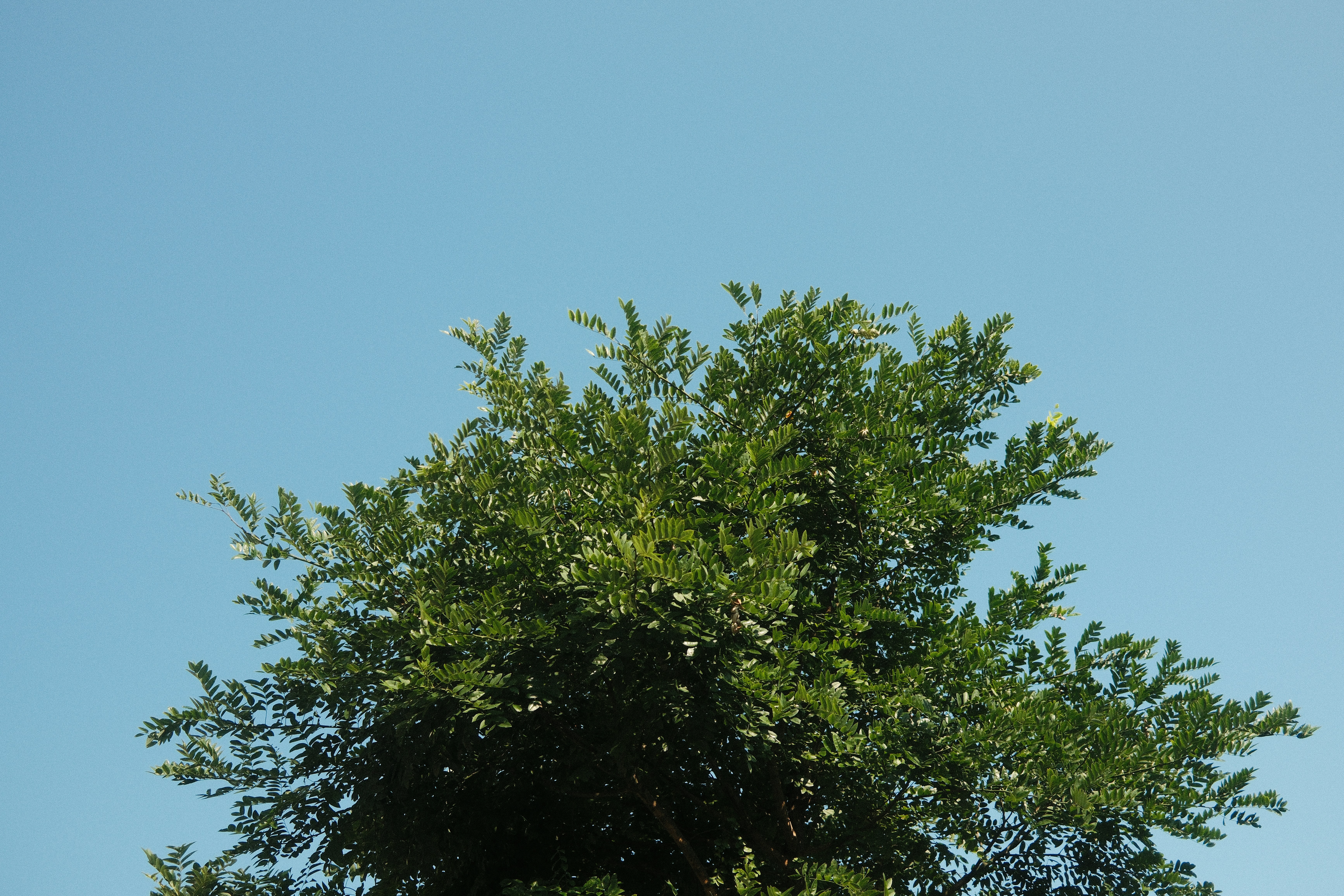 Cobalt Sky and Crown: A Tree's Green Peak Against Clear Blue