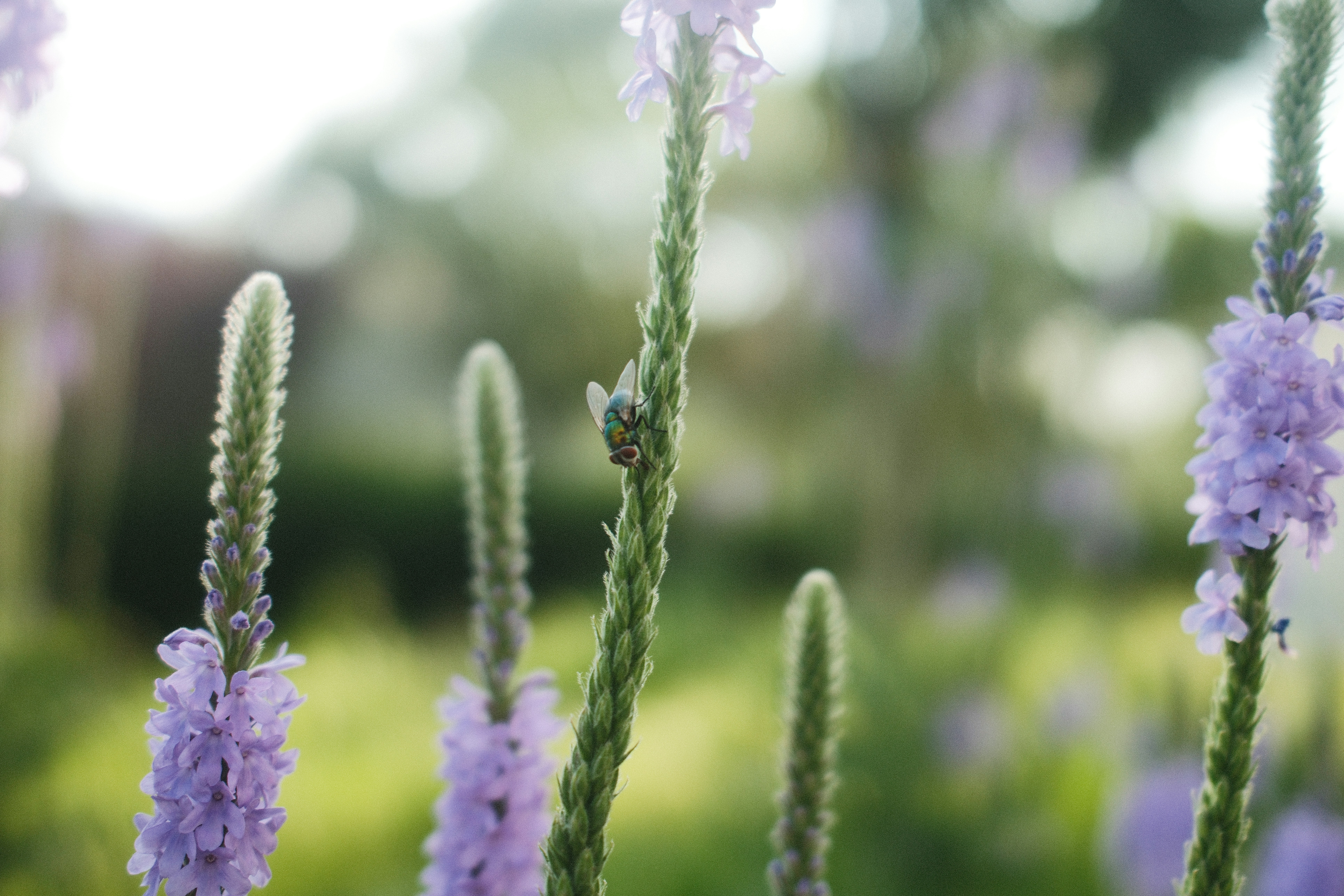 Close-up in the Lavender Field: A Bee at the Heart of Bloom