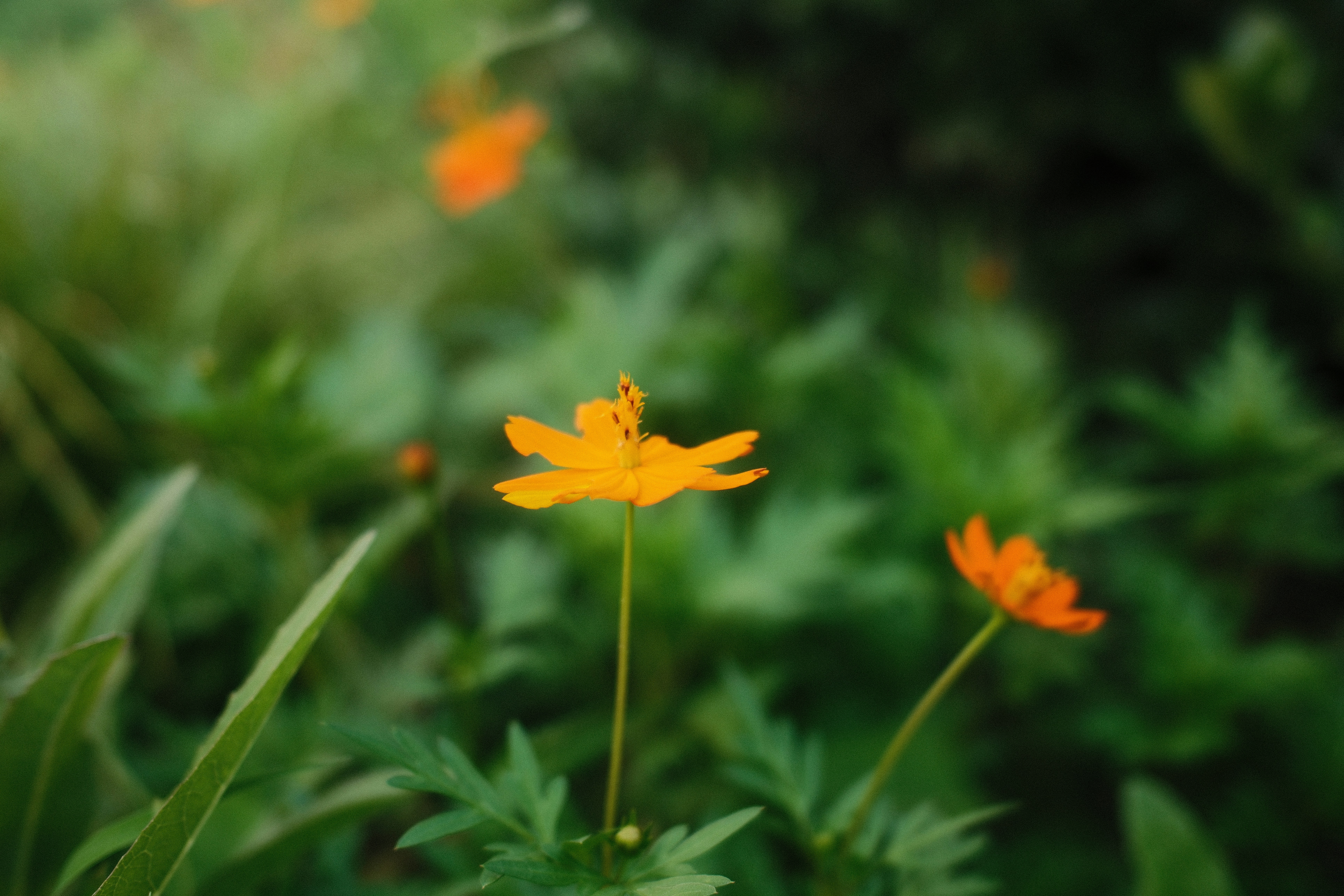 Orange Blossom in Soft Focus Meadow