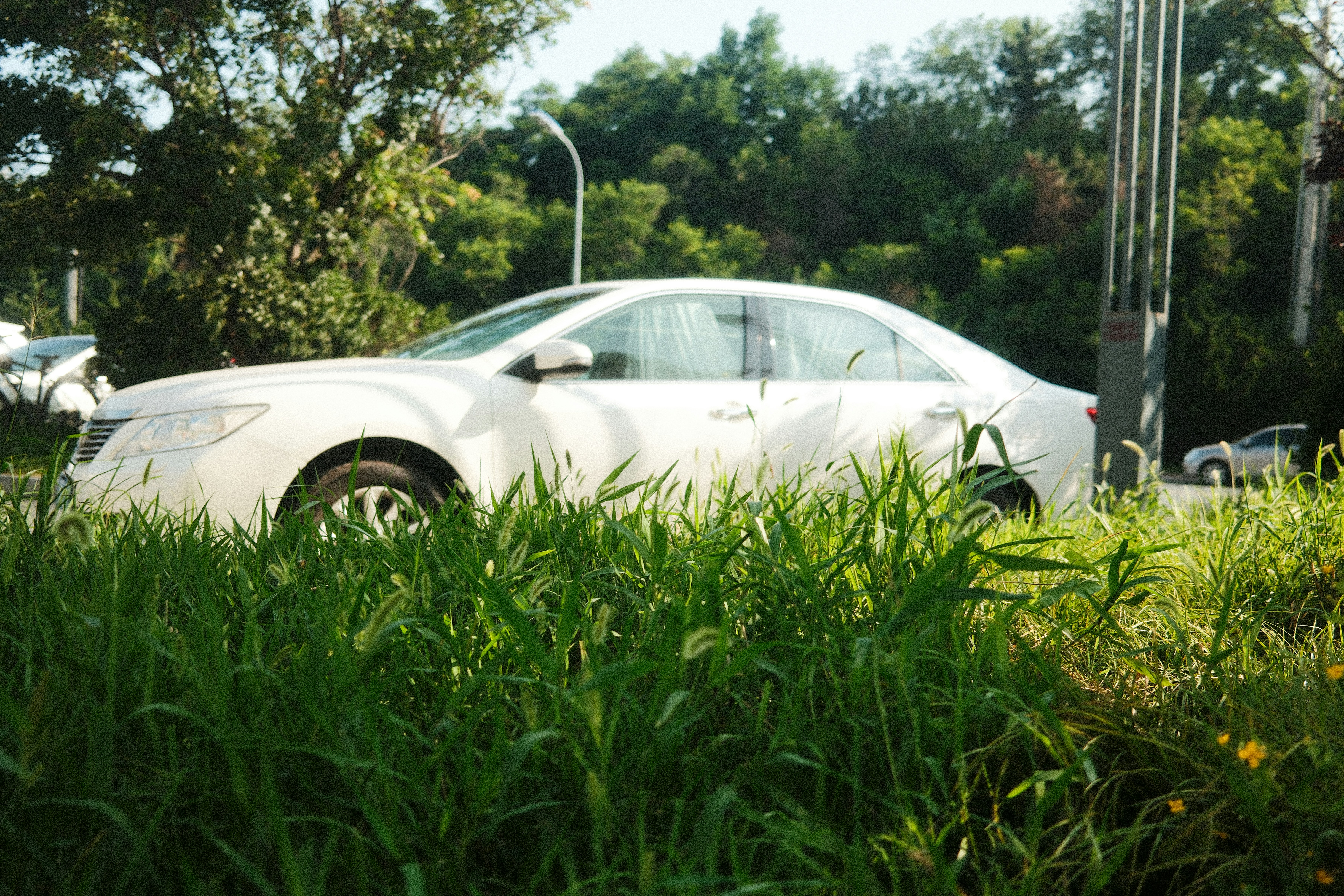 White sedan parked beyond tall grass with trees in the background; a candid street scene featuring a modern car under bright daylight. The image appears as a photo, not an illustration or painting.