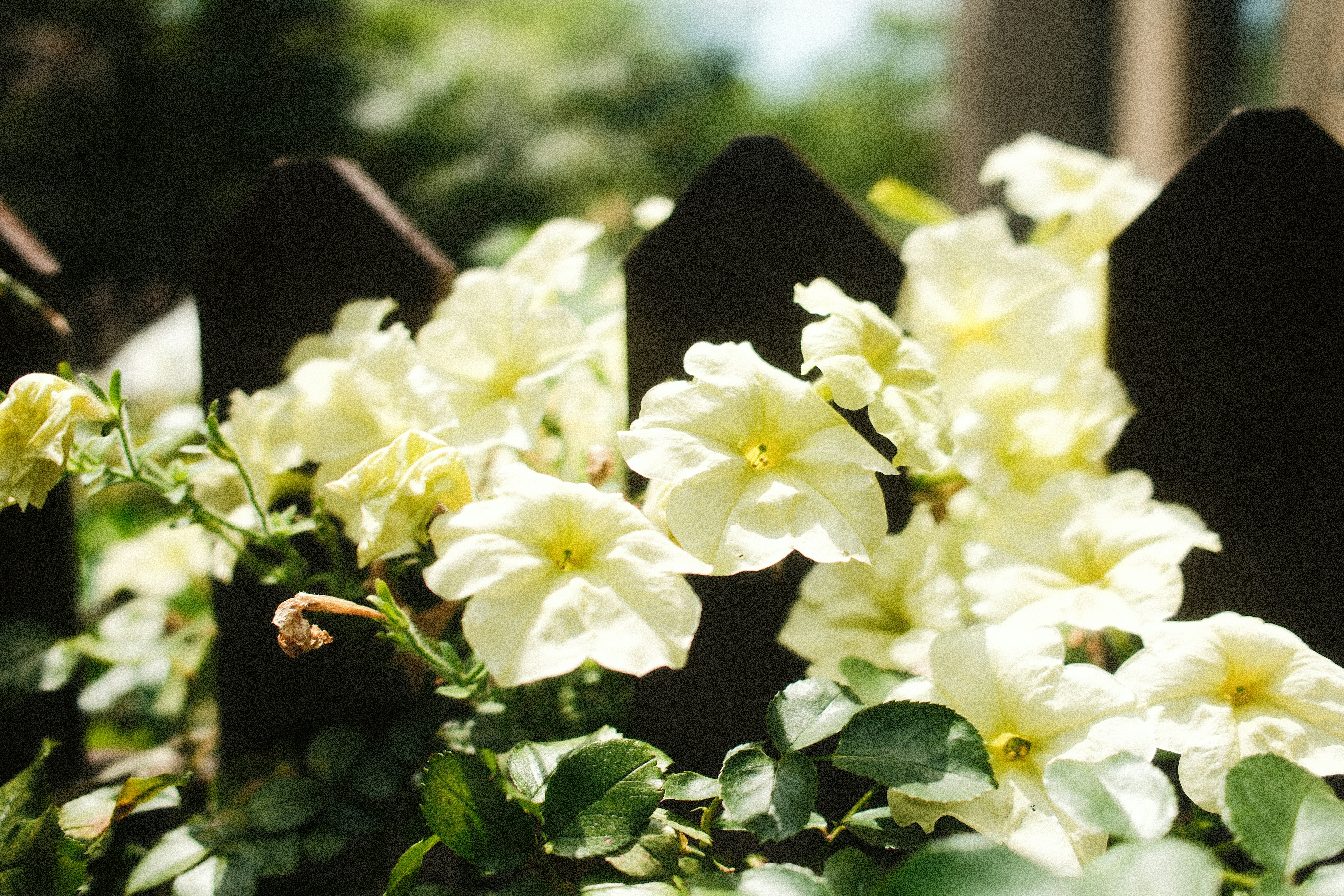White Petals and Wooden Lattice: A Sunlit Garden Moment