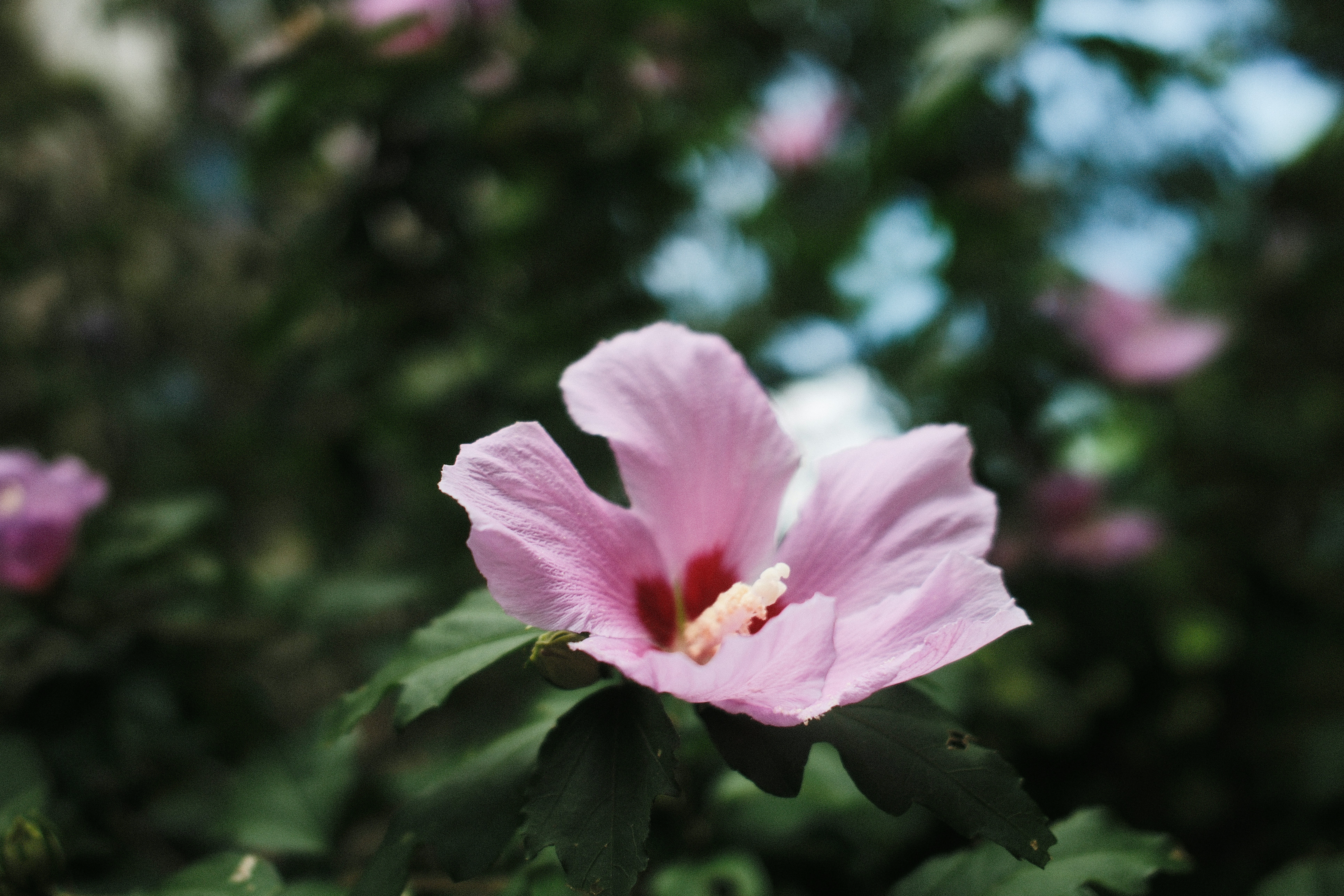 Pink hibiscus in soft garden blur with sunlit petals