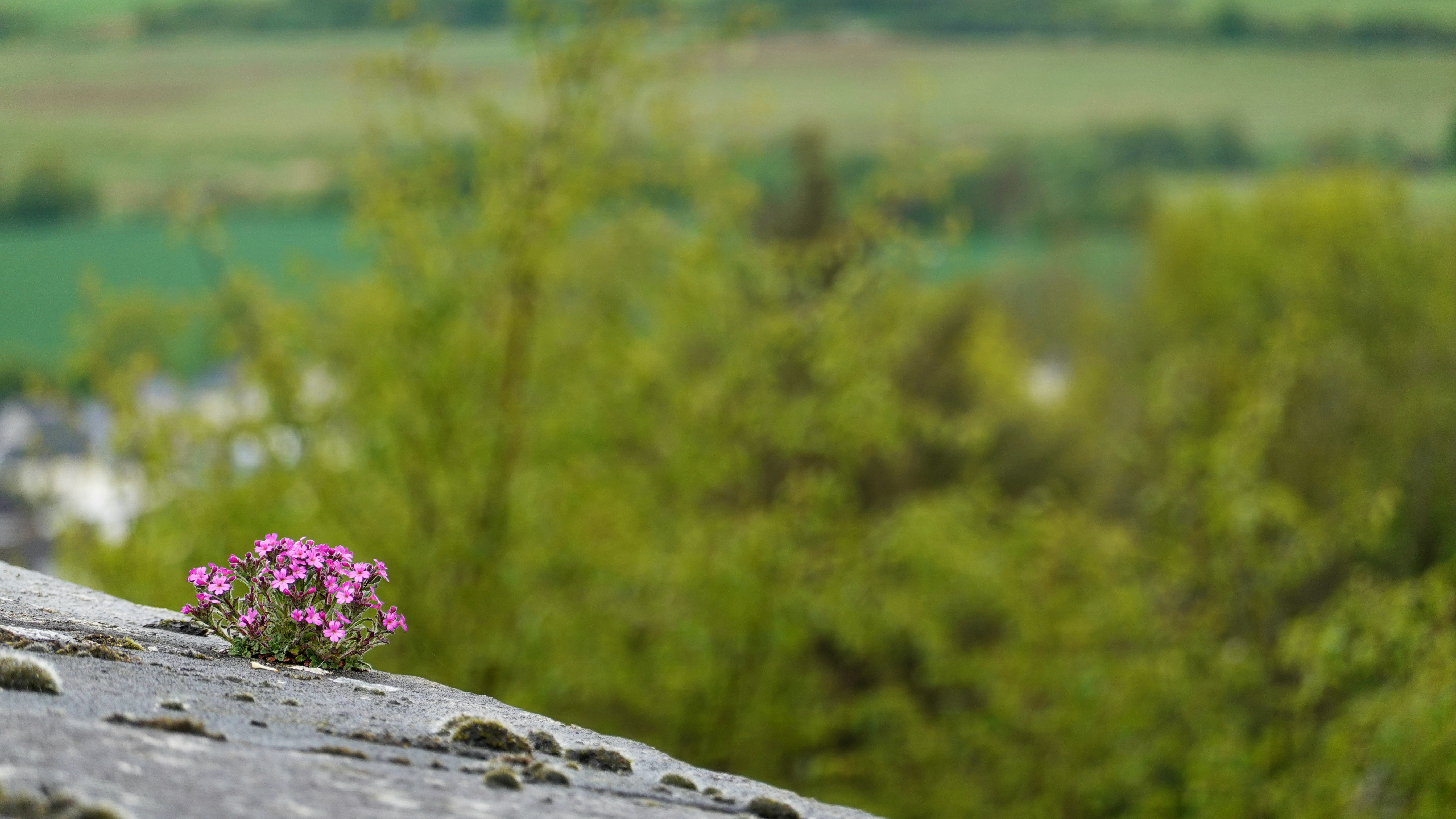 Pink Wildflower Against a Quiet Stone Walkway
