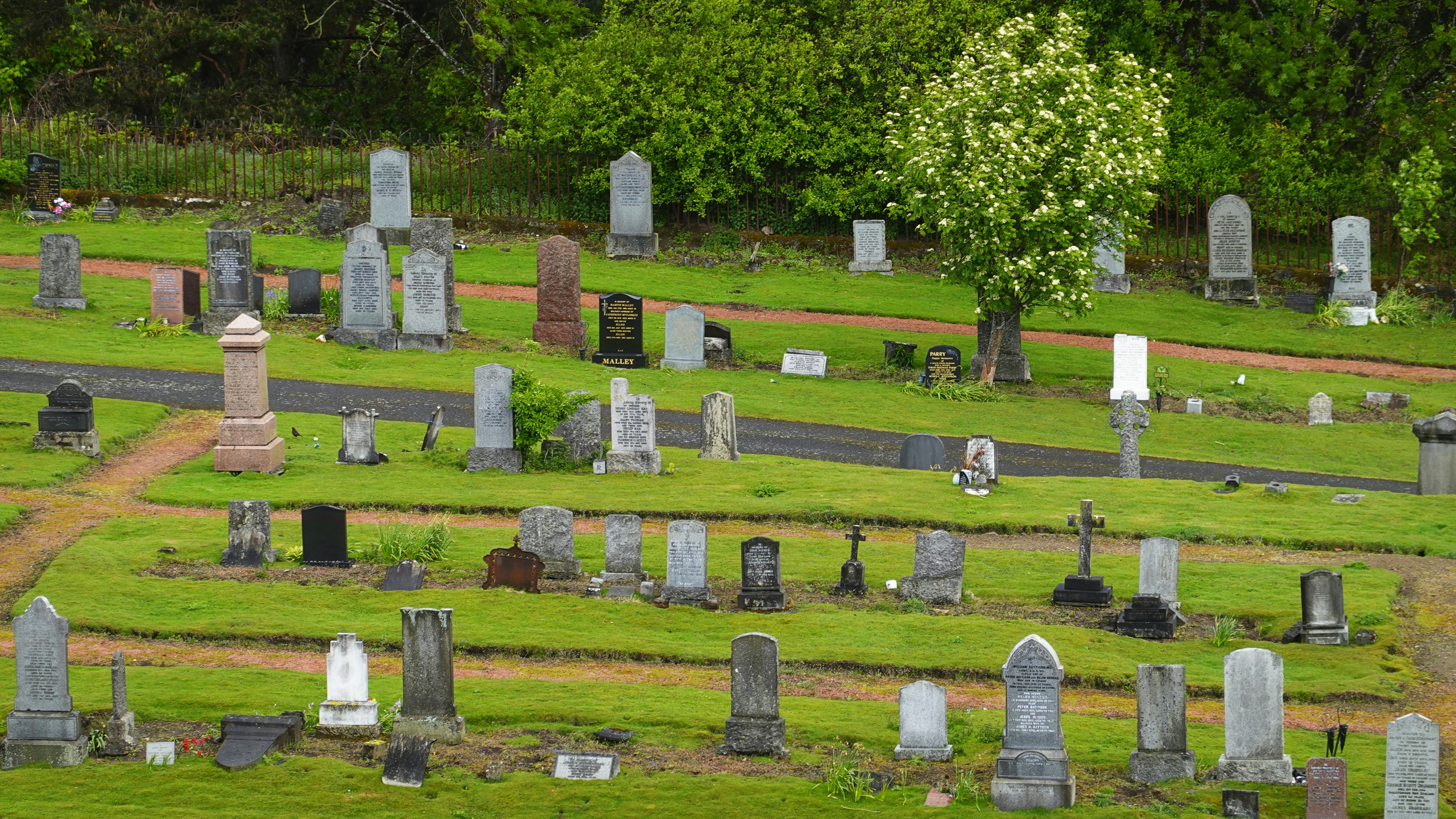 Gravestones in a Quiet Parkyard: Rows of Memory and Spring Bloom