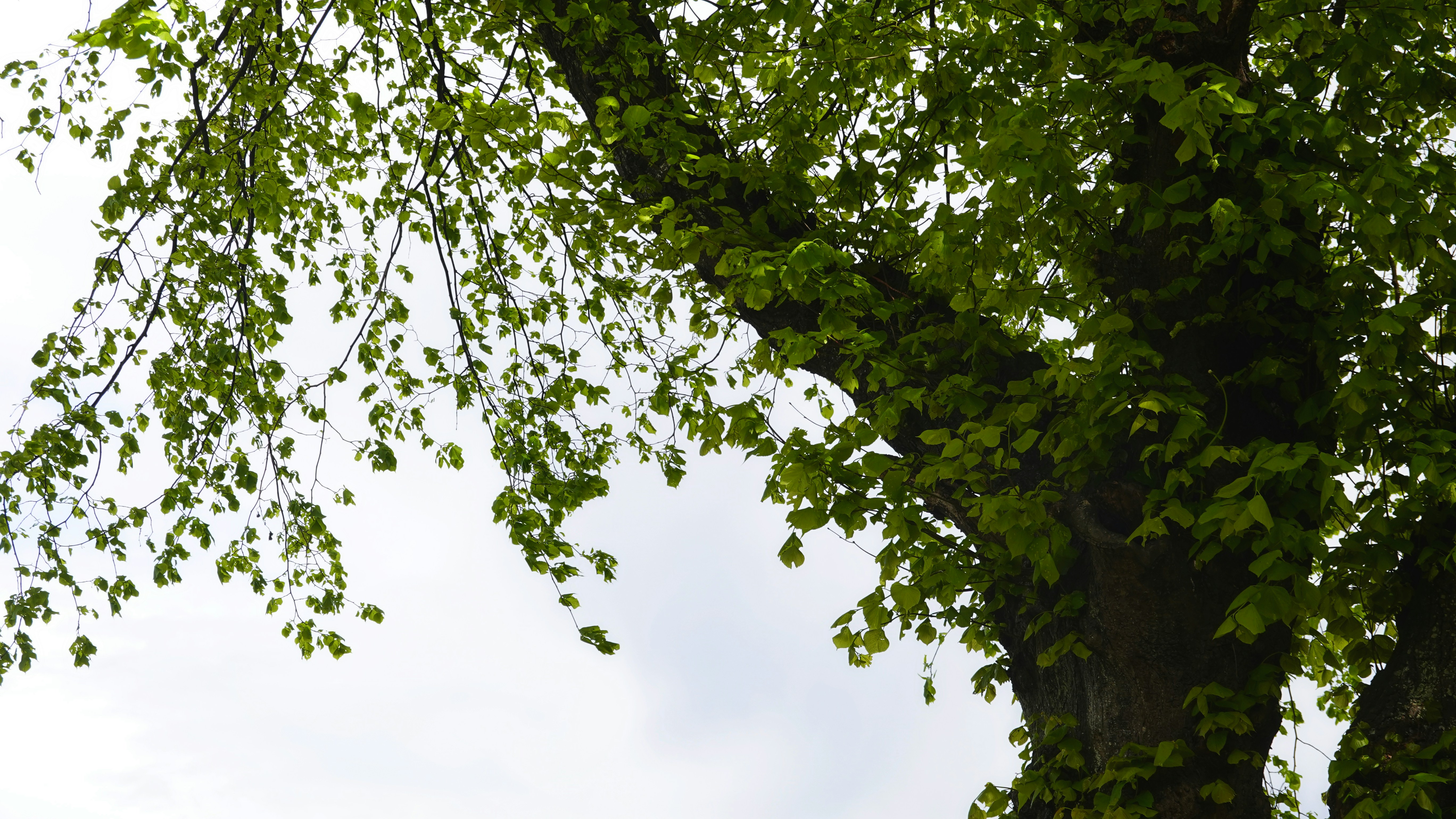 Verdant Canopy Framing a Quiet Sky