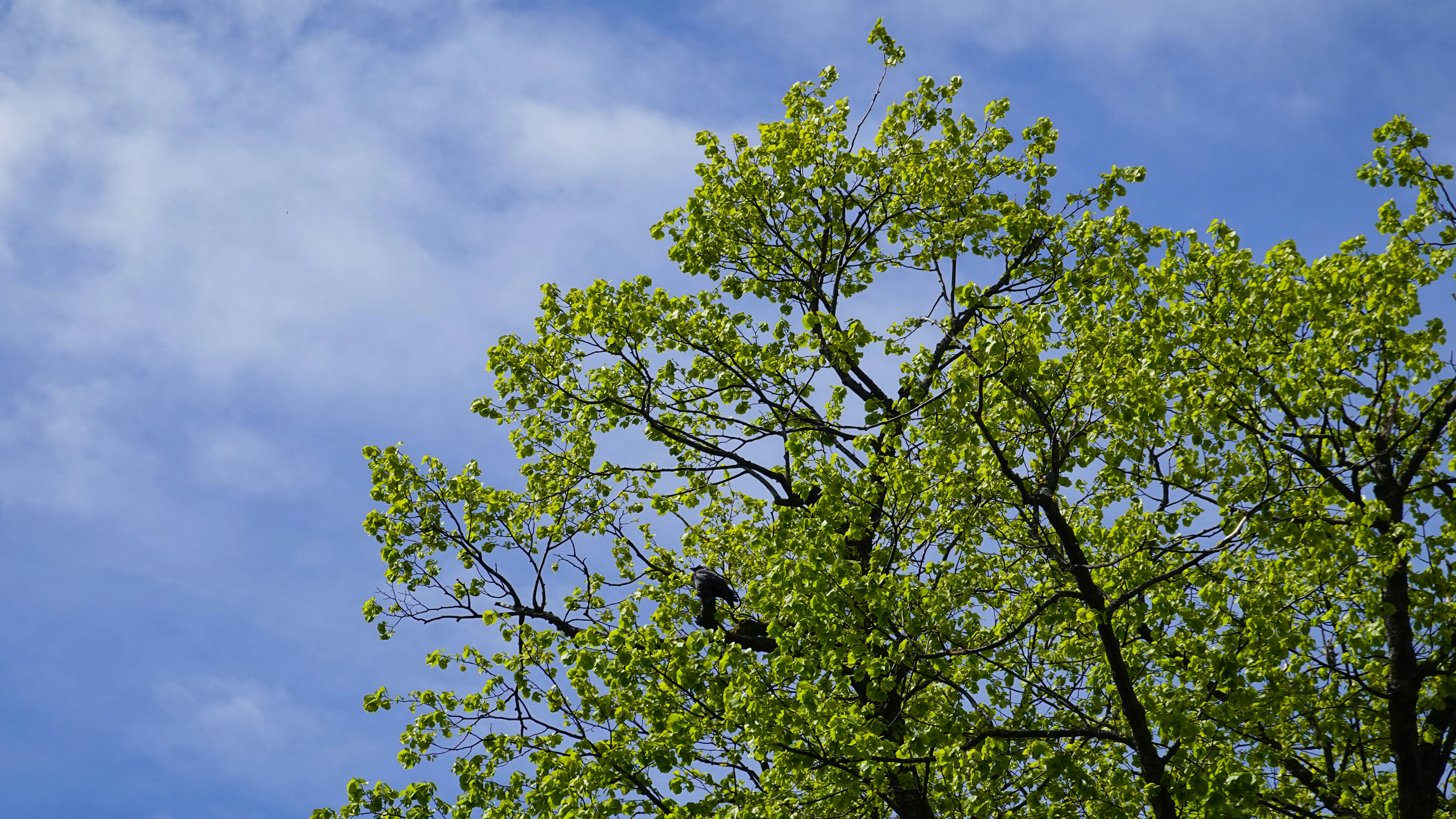 Sunlit Canopy in a Quiet Sky