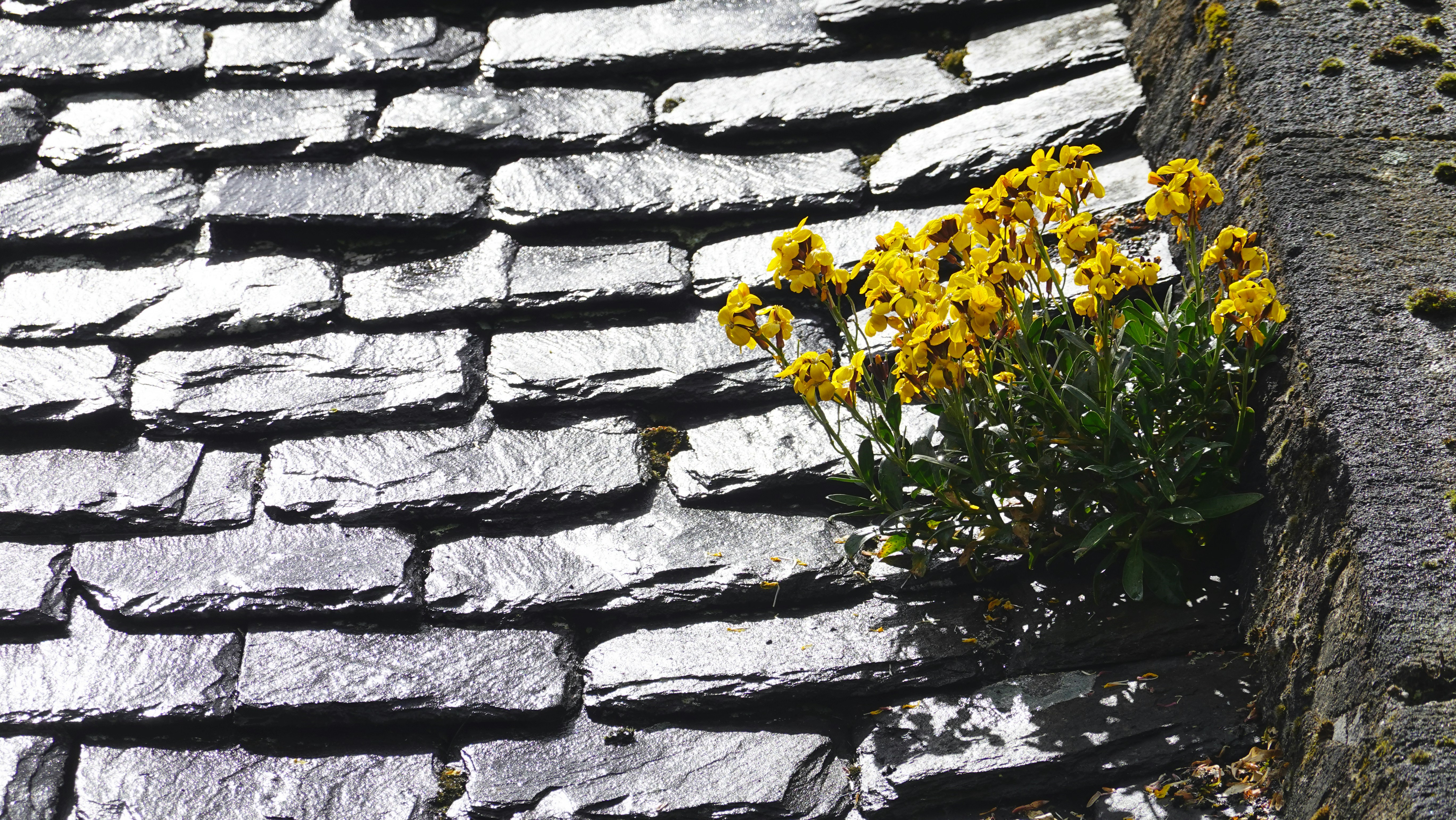 Yellow bloom breaking through a slate-tiled rooftop seam