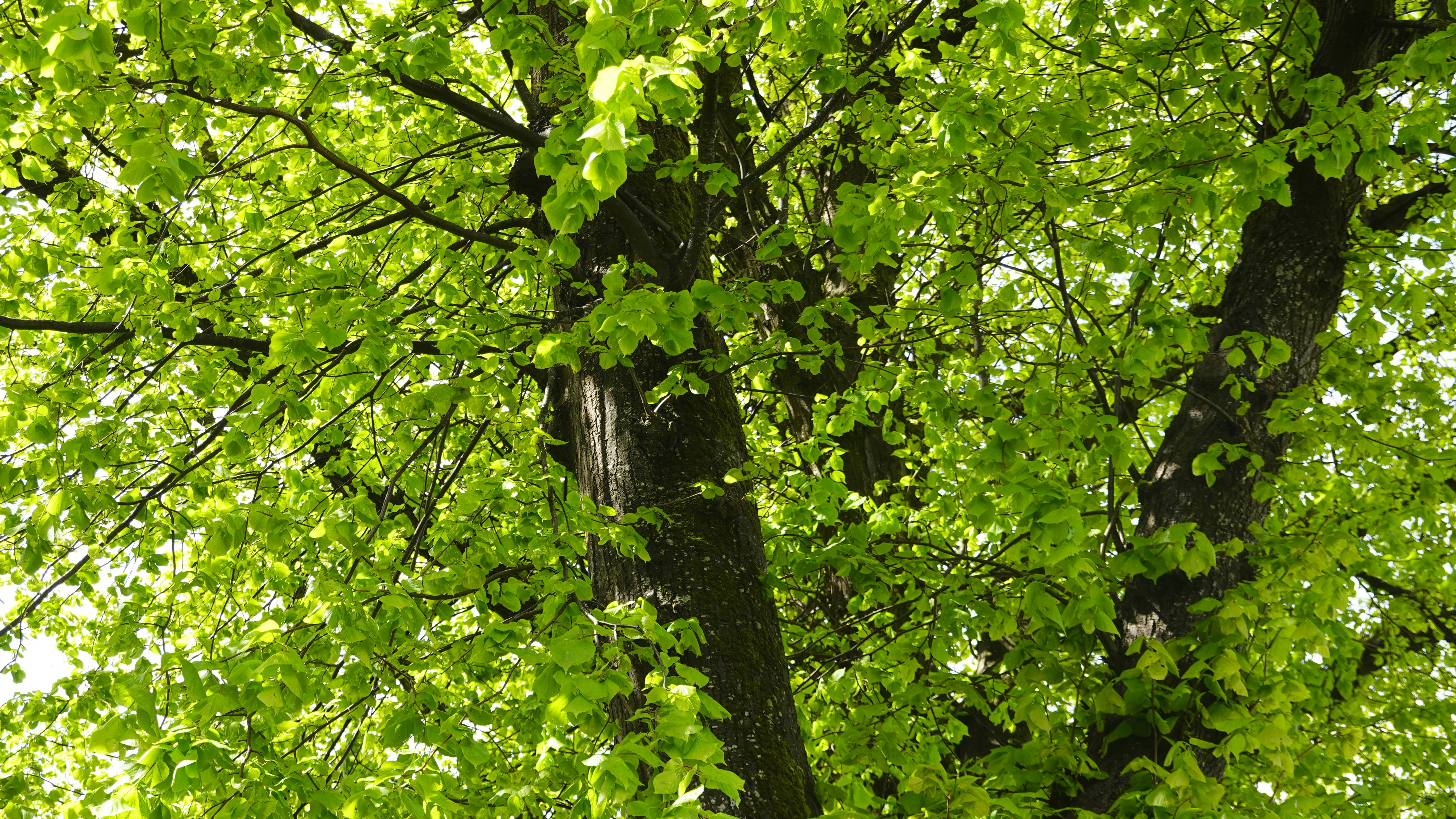Sunlit Canopy: Fresh Green Leaves and Strong Trunk Lines