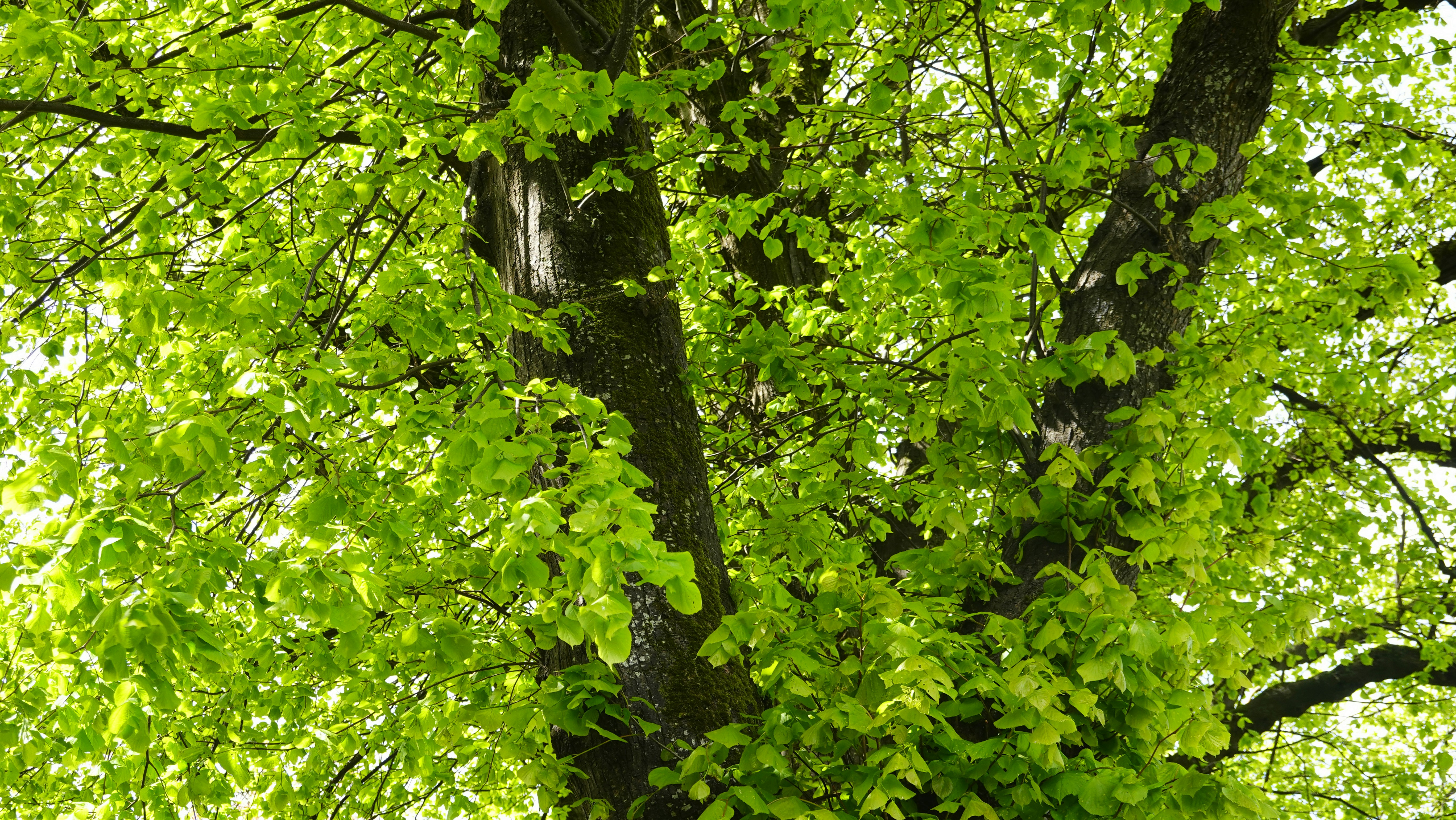 Emerald Canopy: Sun-Dappled Maple Foliage