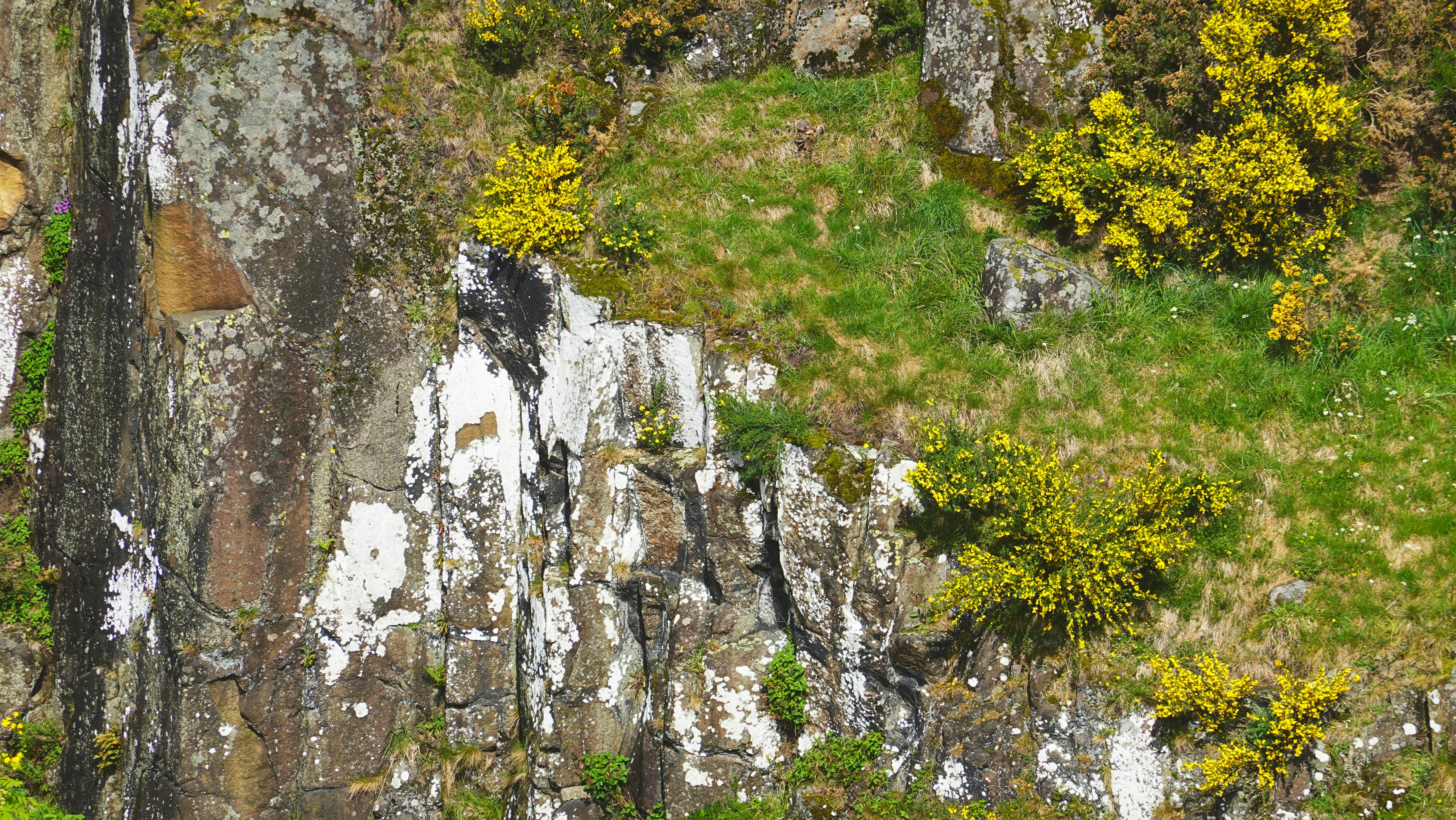 Lichen-White Cliffs: A Tranquil Limestone Face studded with Yellowsprig