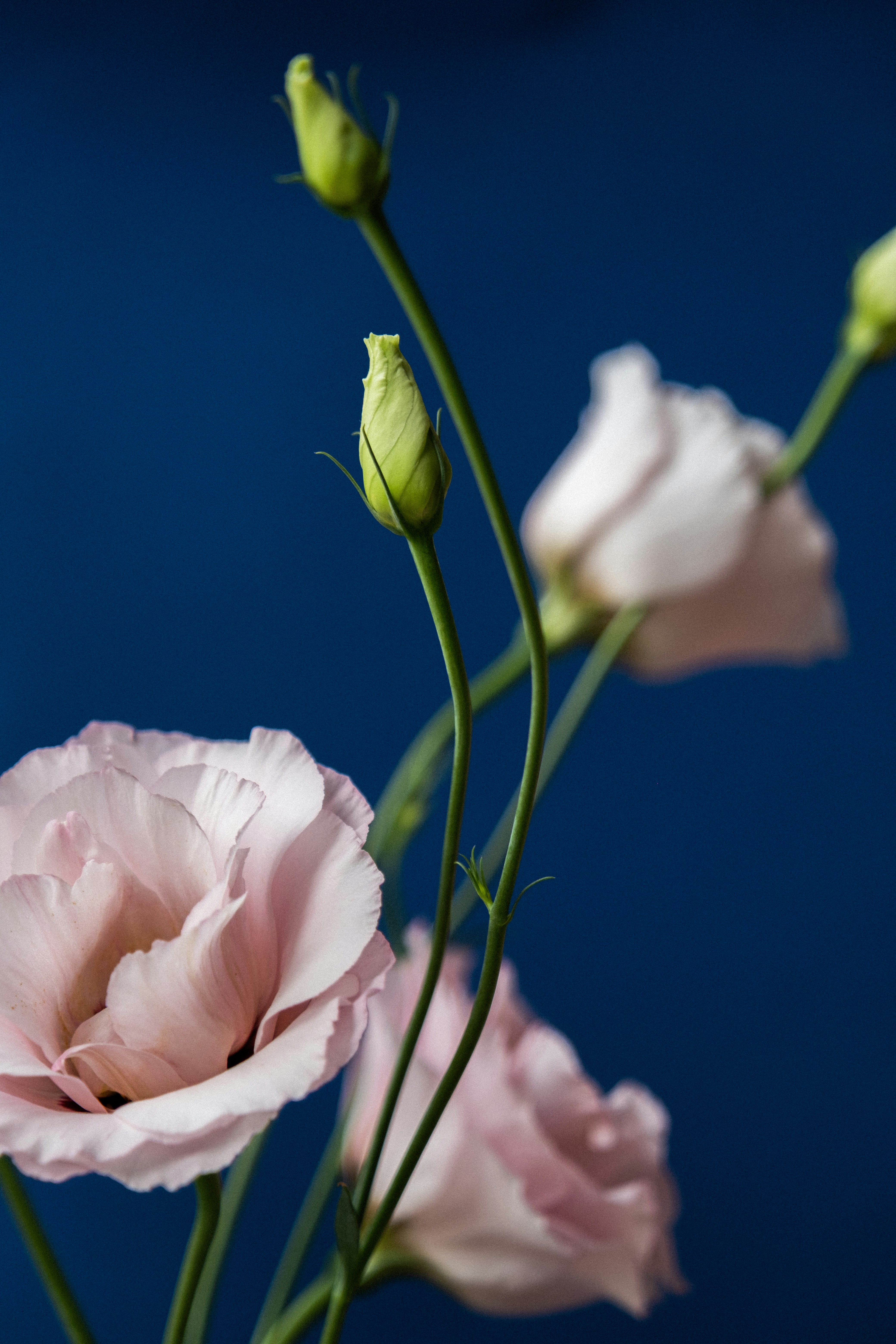 Tender pink carnation blossoms with slender green stems rise against a deep blue backdrop, creating a minimalist floral portrait.