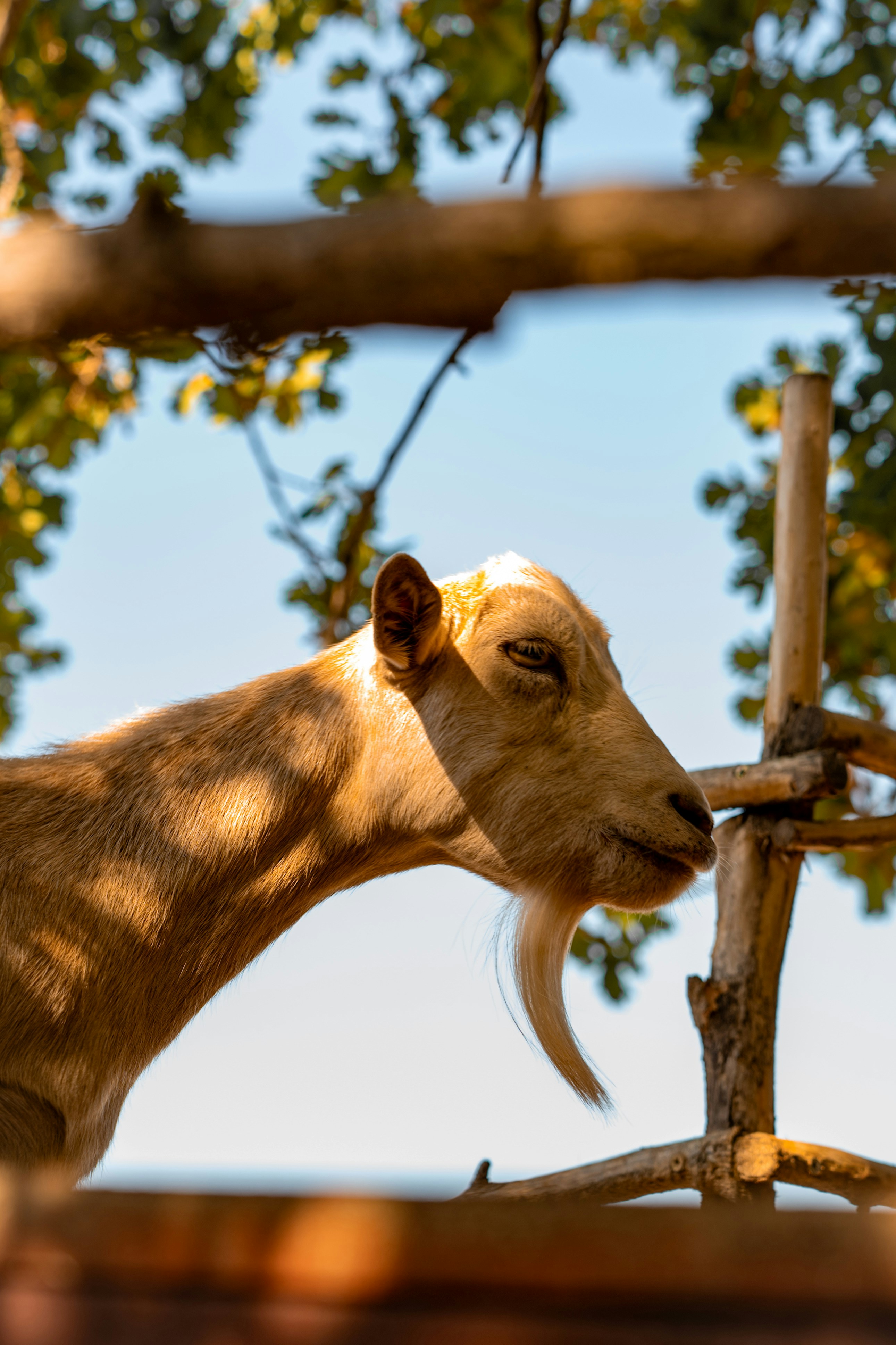 Goat in Soft Focus: A Quiet Side View Through Weathered Fences