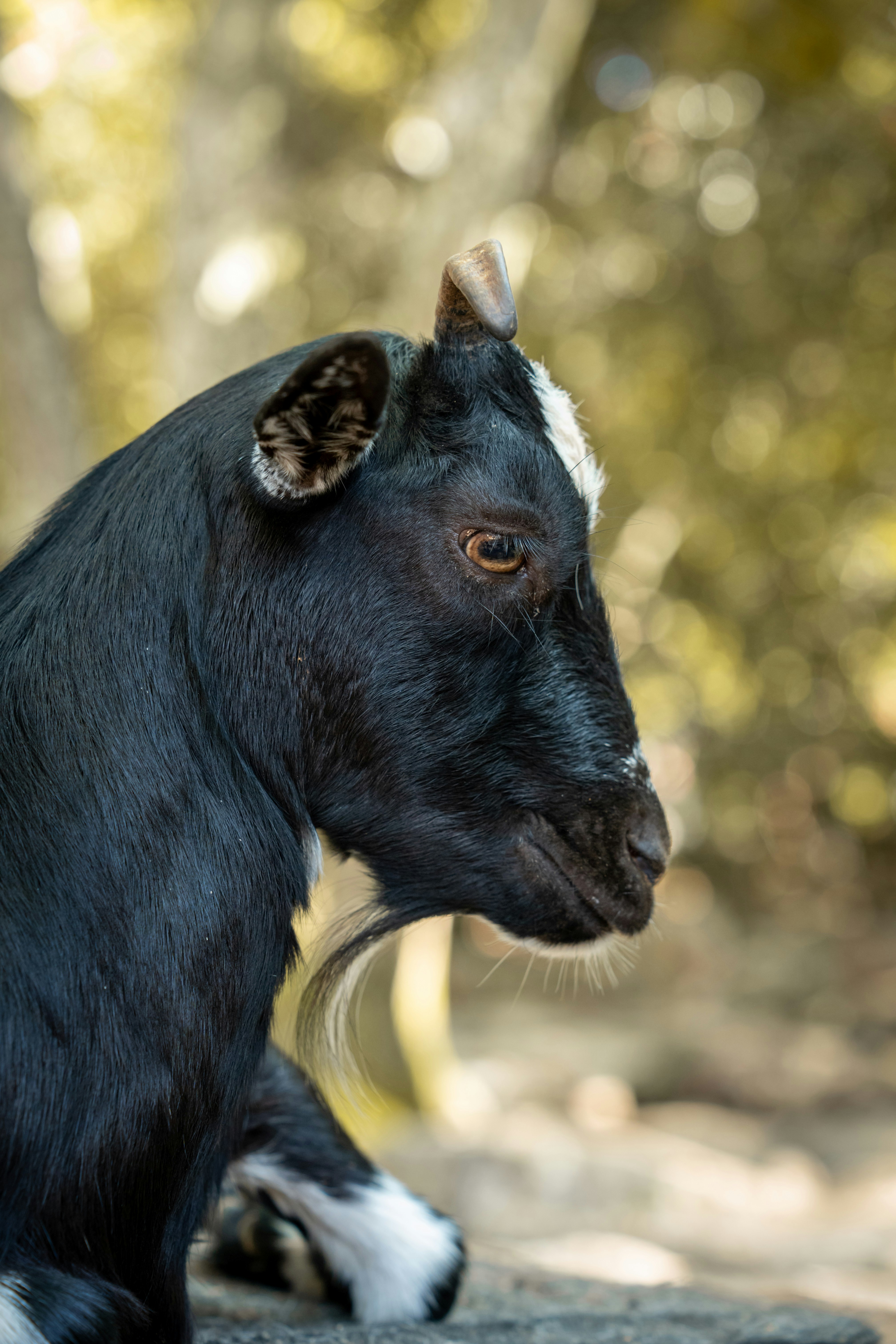 Side Portrait of a Black Goat in Soft Forest Light