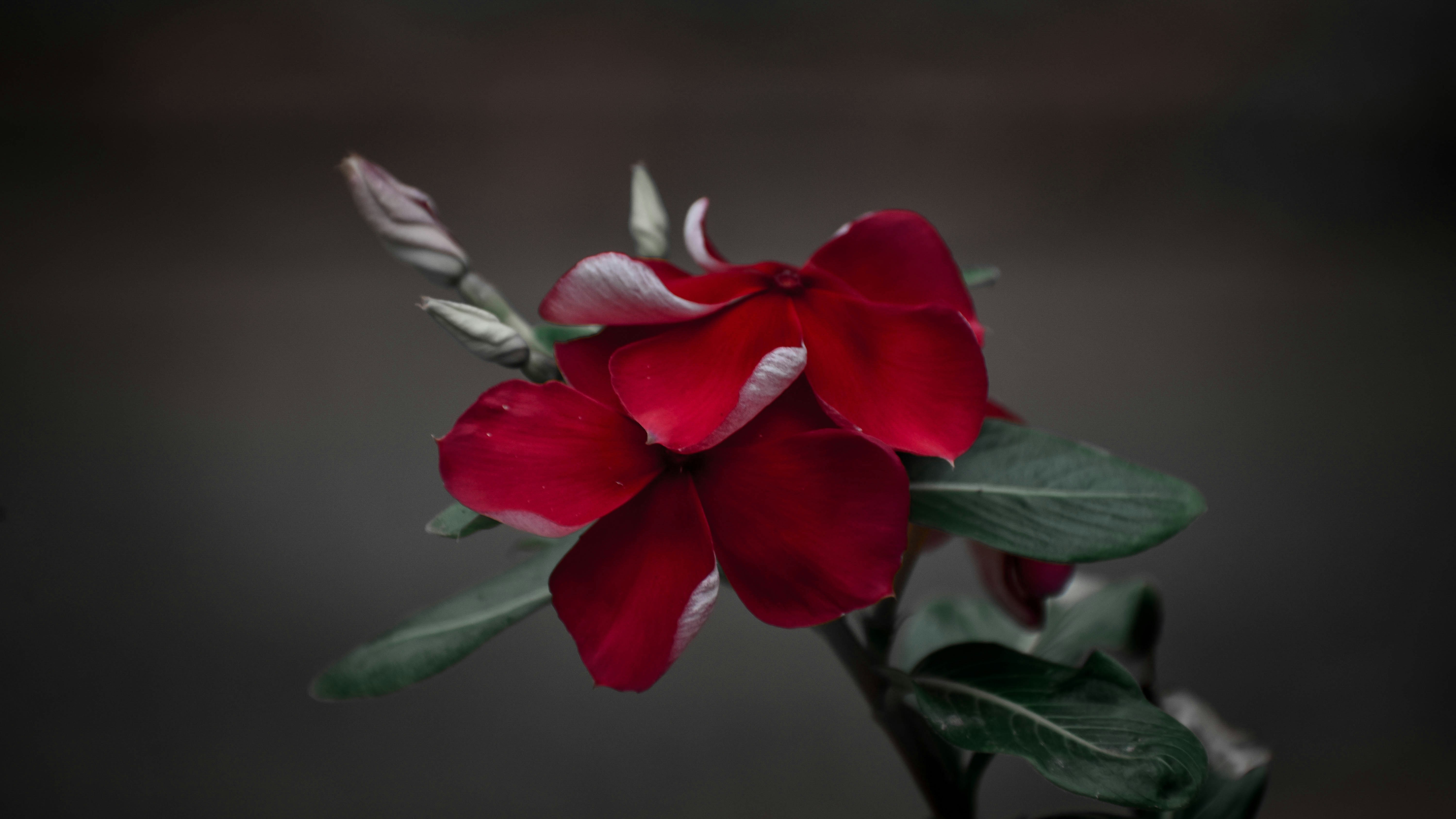 Crimson Petals in Soft Focus