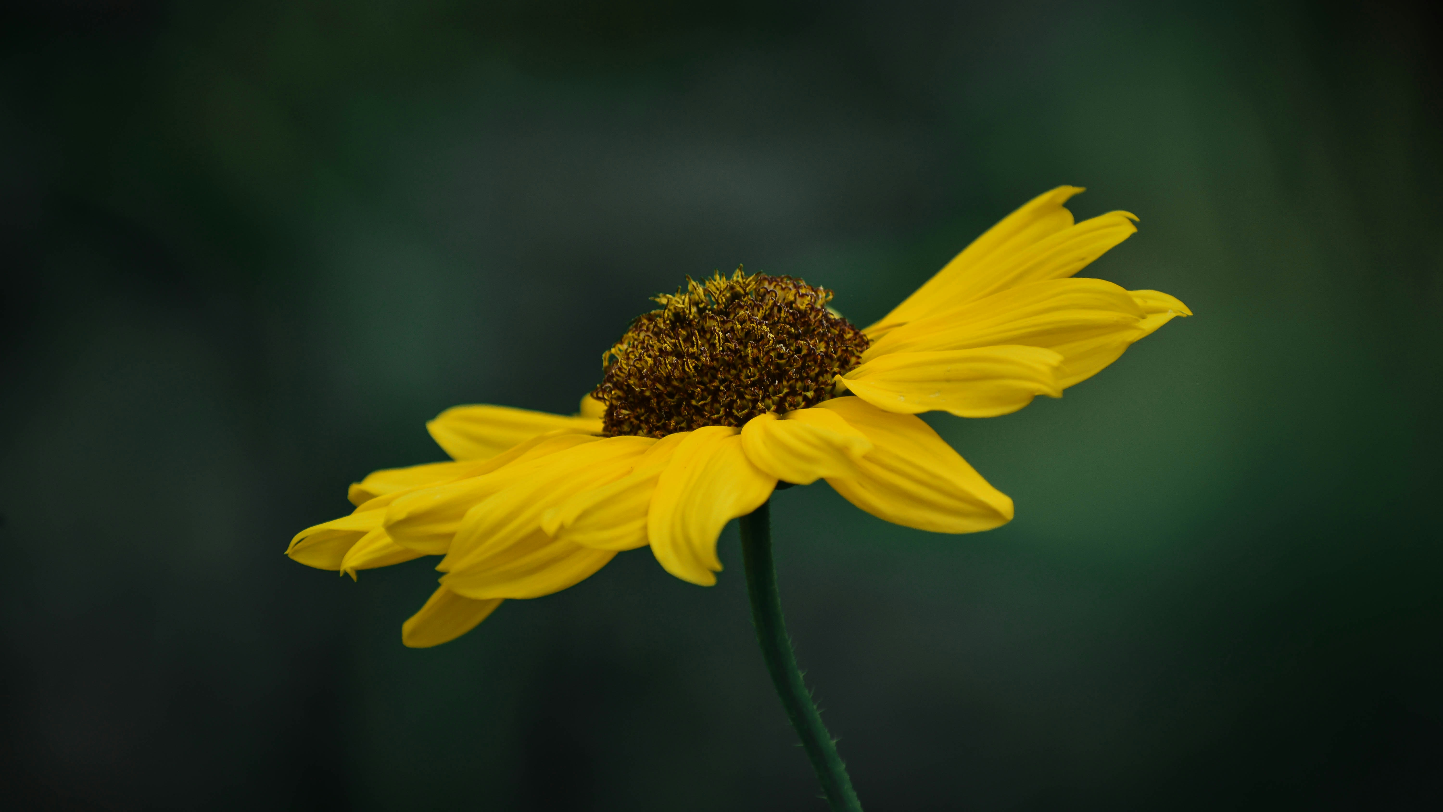Sunlit Core: ASingle Golden Petal in Focus