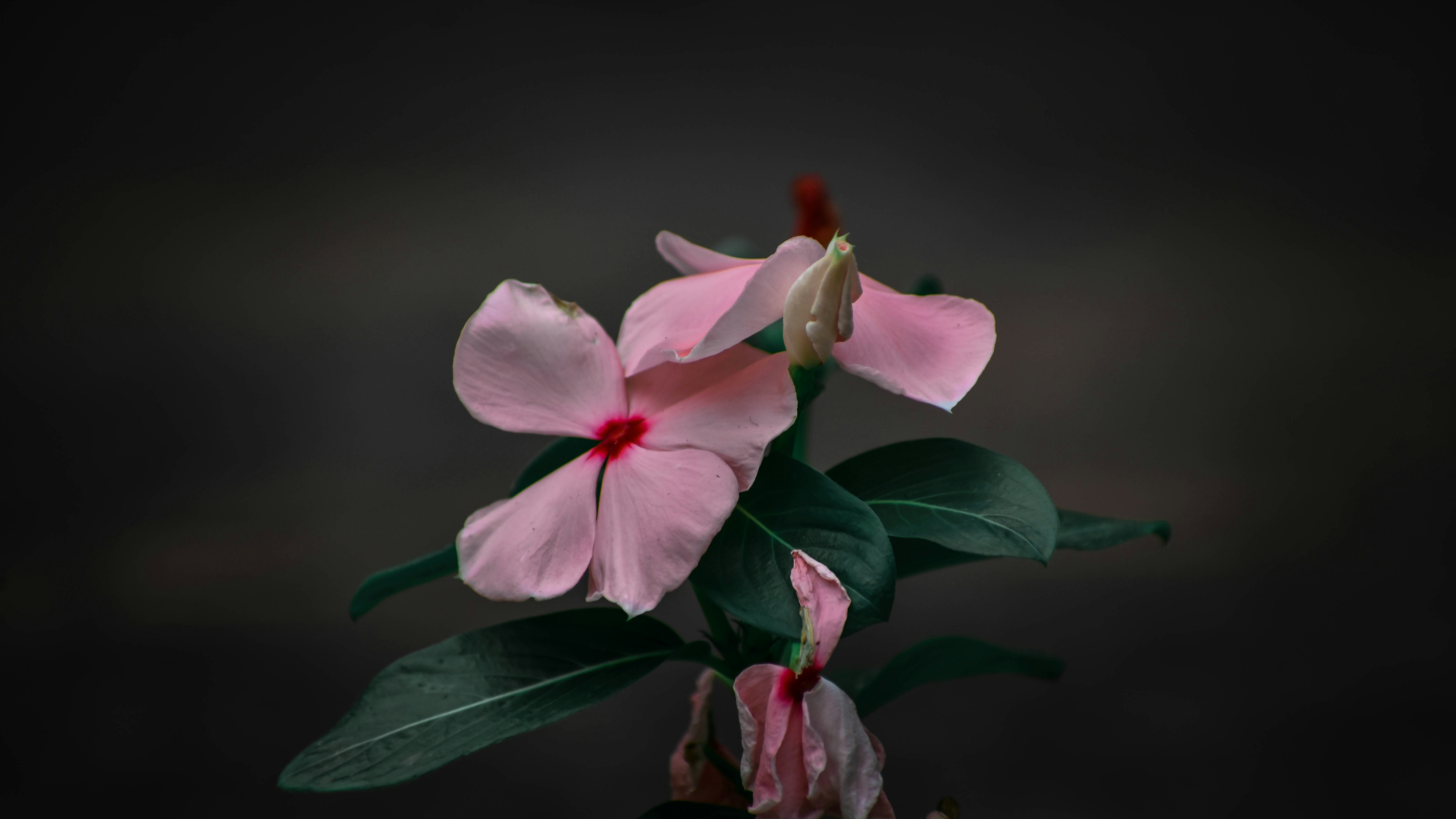 Soft Pink Bloom on a Velvet Night