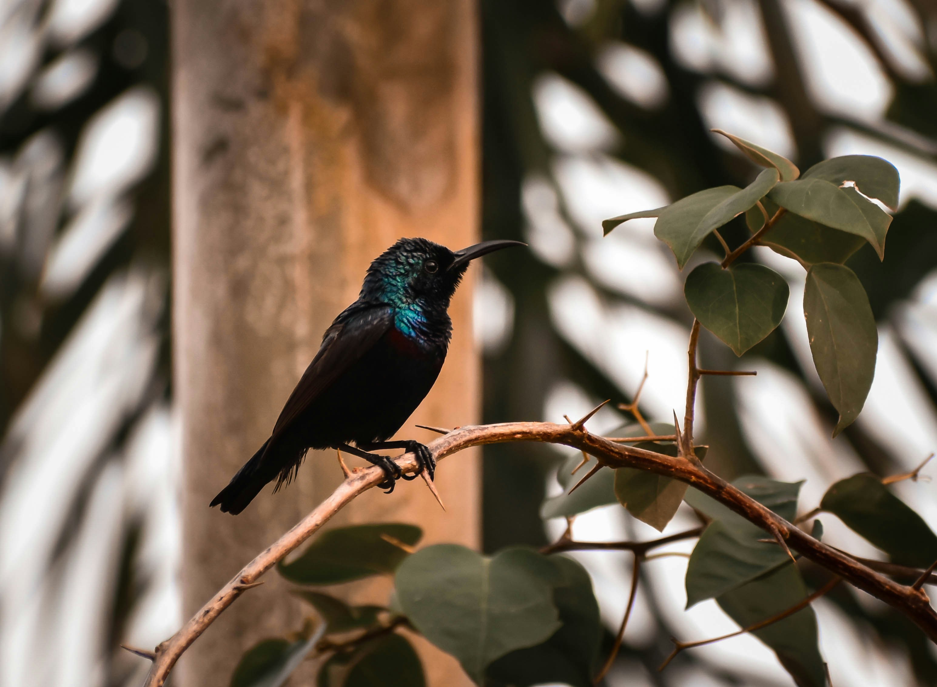 Mid-Branch Jewel: A sun-dark emerald hummingbird perches with iridescent throat