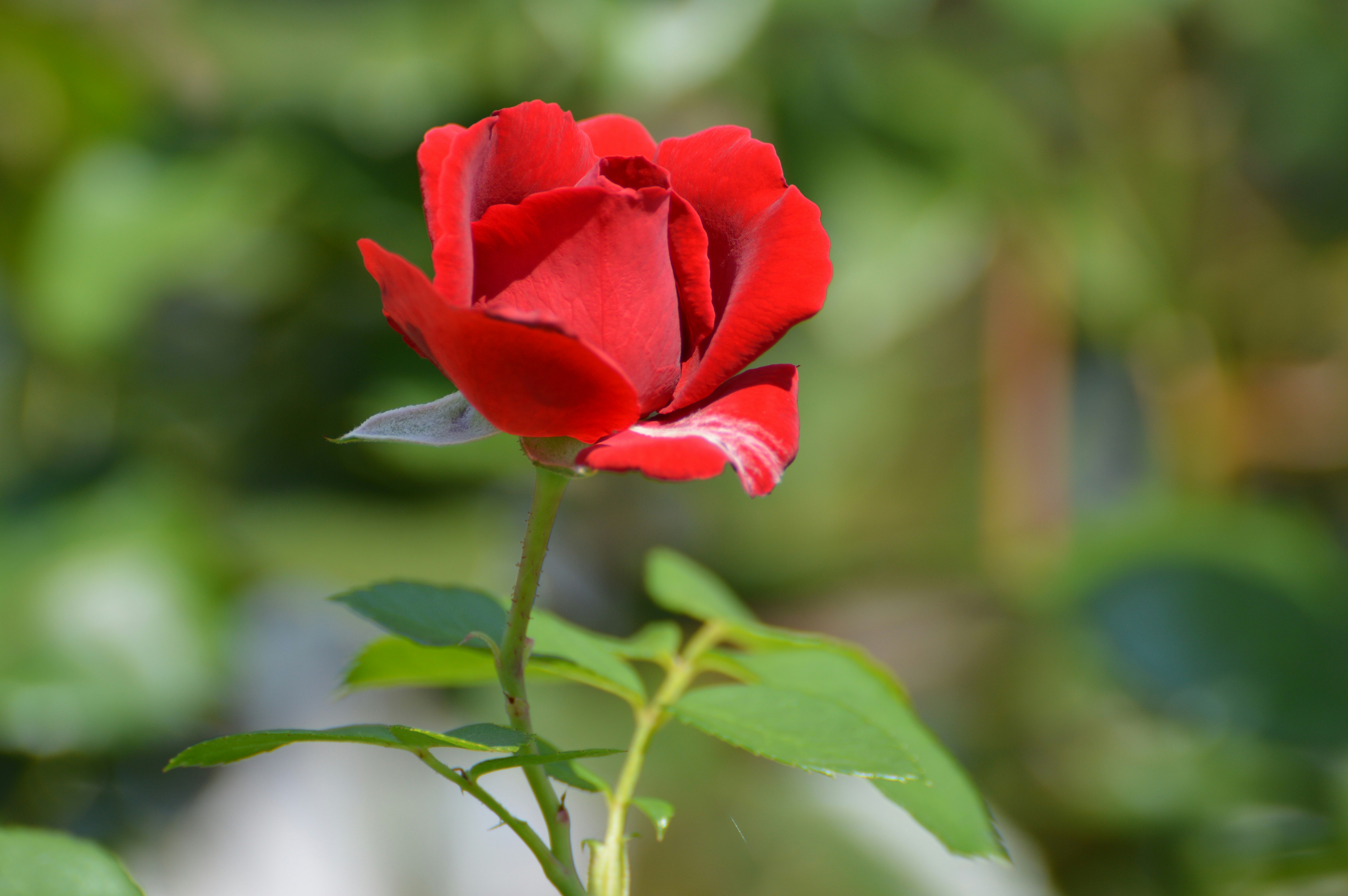 Crimson Rose in Soft Focus Garden