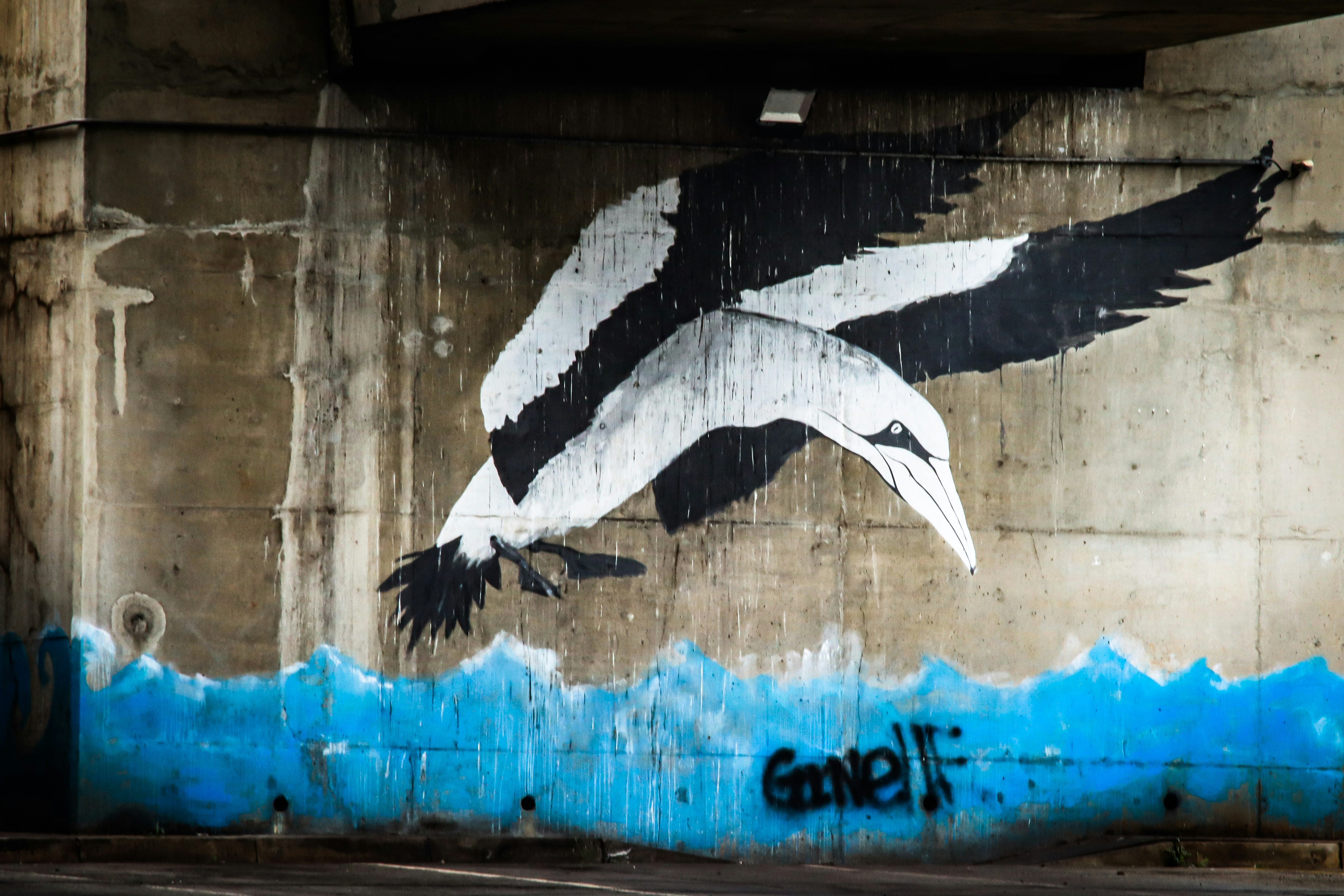 Midnight Seabird Over the Concrete Waves