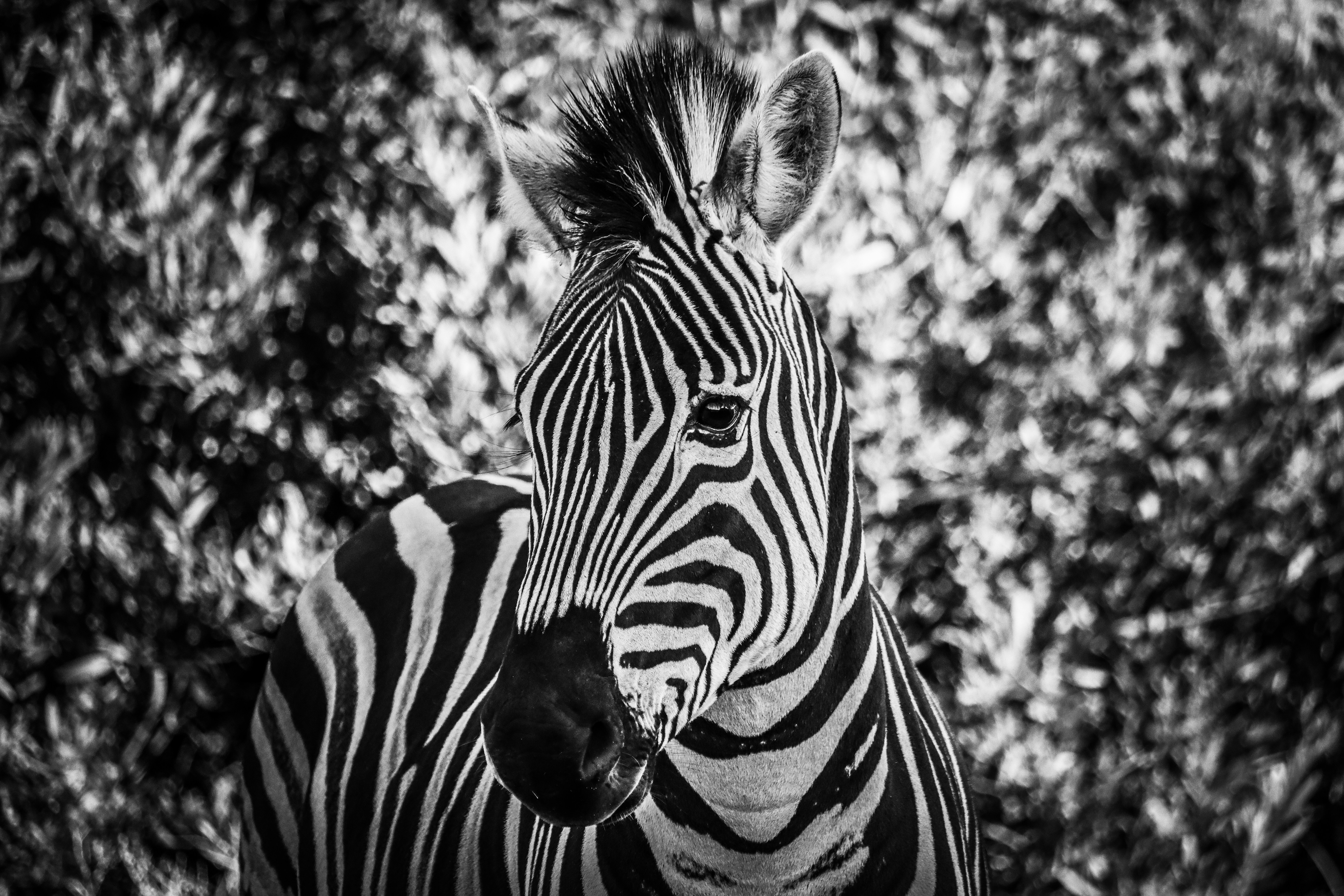 Zebra in Focus: Striped silhouette against dappled woodland