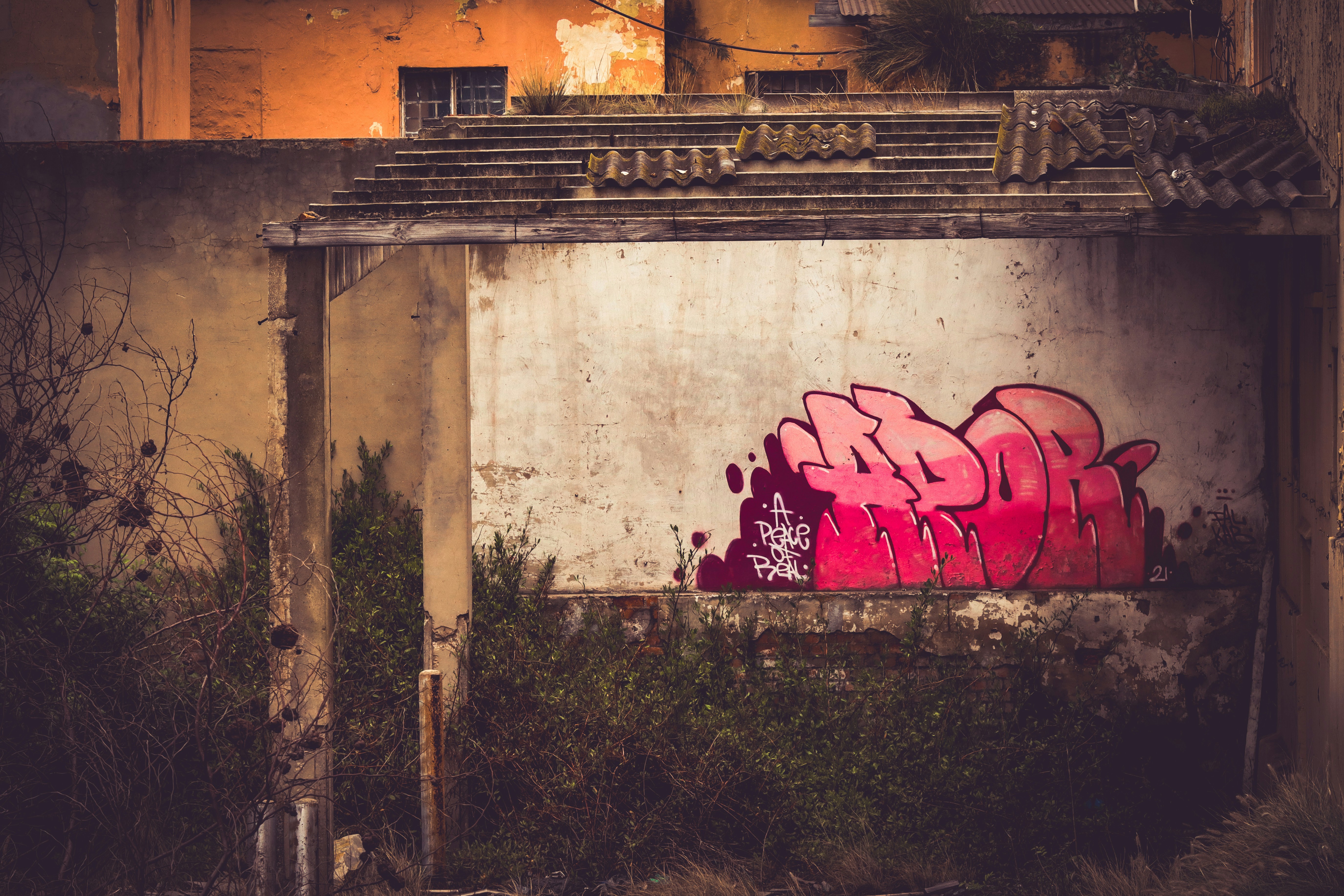 Pink Graffiti Bloom on a Weathered Wall