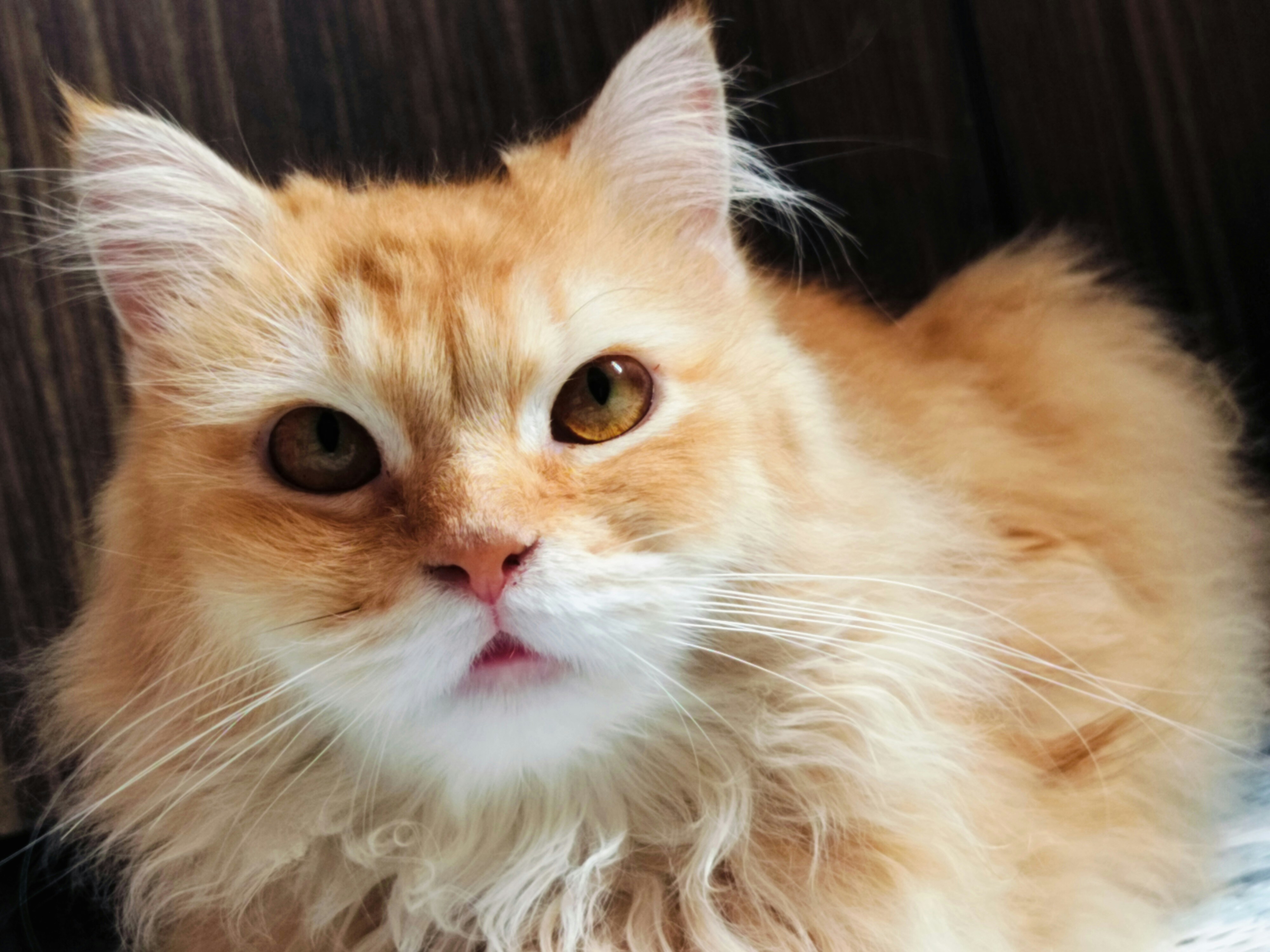 Amber Whiskers Under Soft Light