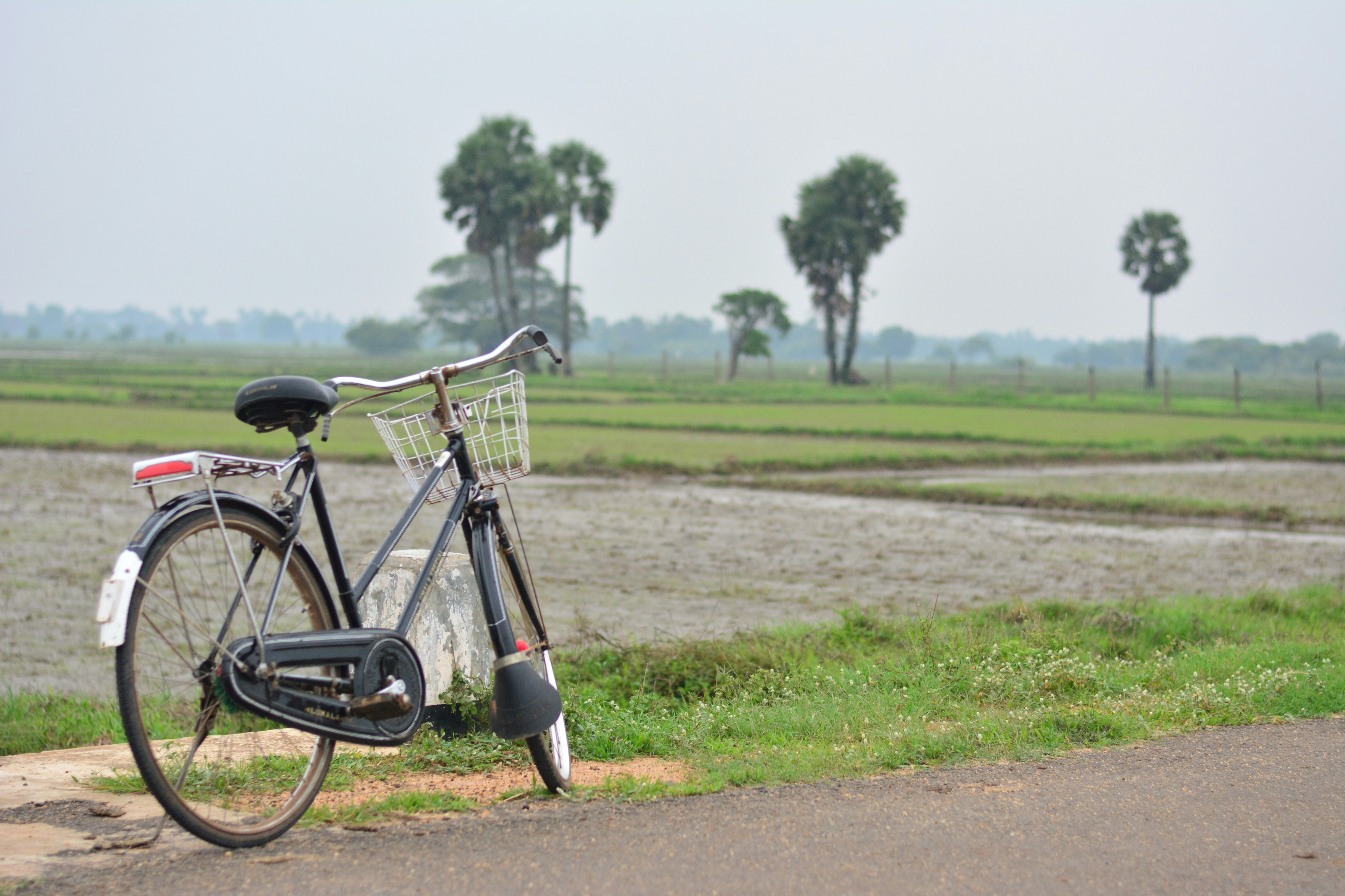 Rural Commuter: A Quiet Bike by a Serene Field