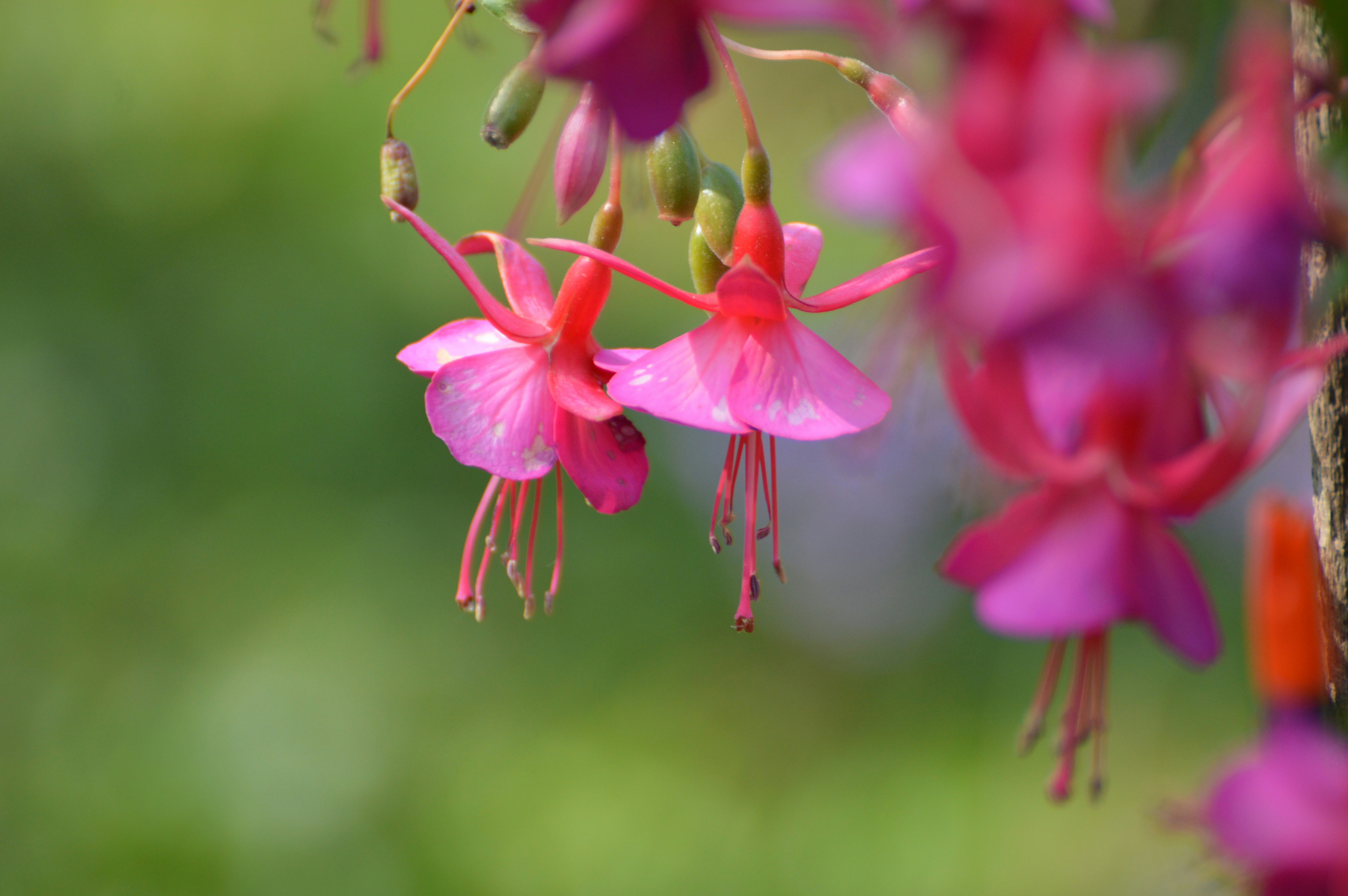 Pink Fuchsia Hadromorph Bloom: Close-Up of Hanging Flowers in Soft Focus