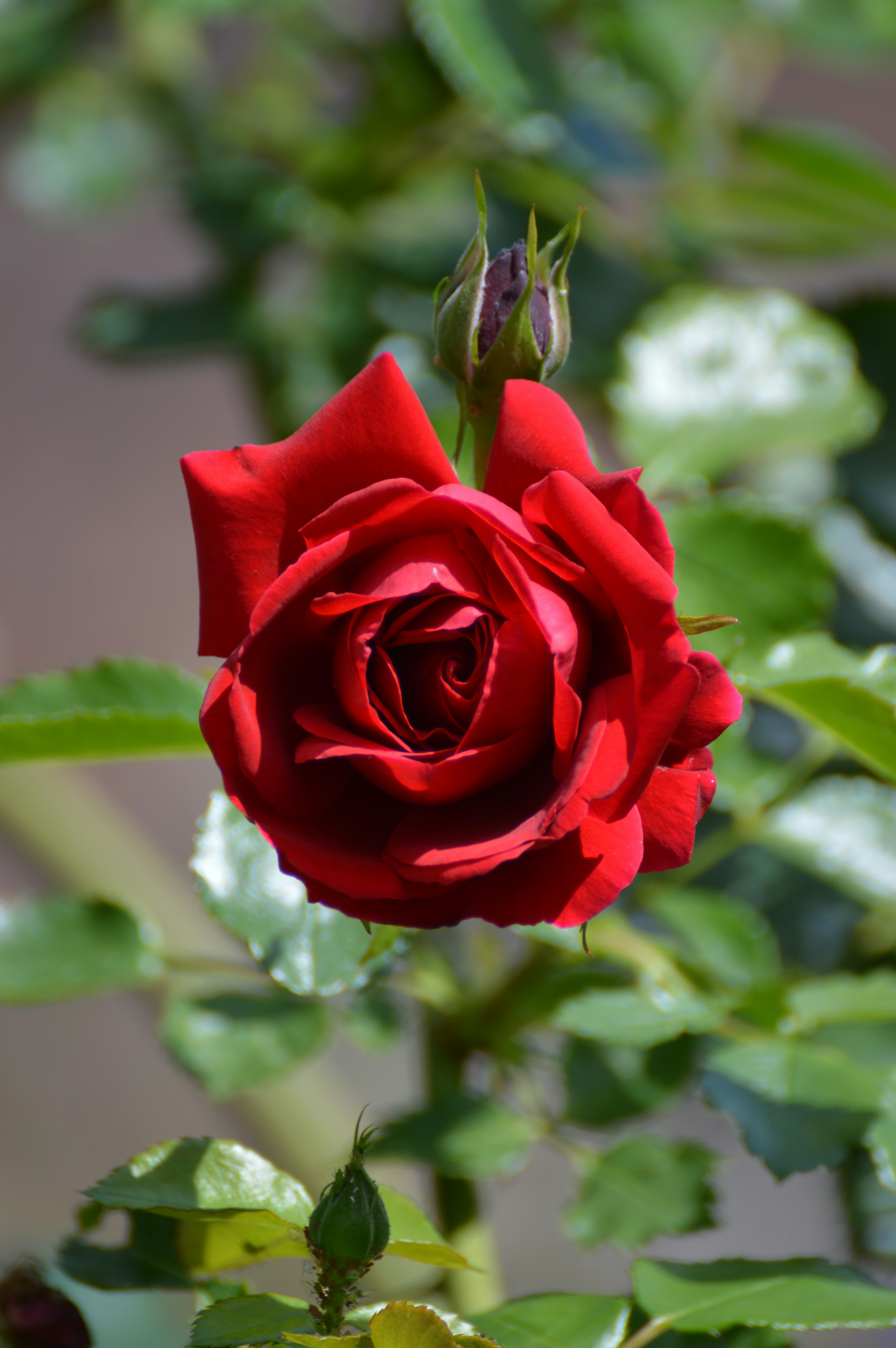 Crimson Rose in Focus: A Framed Bloom Against Soft Garden Green