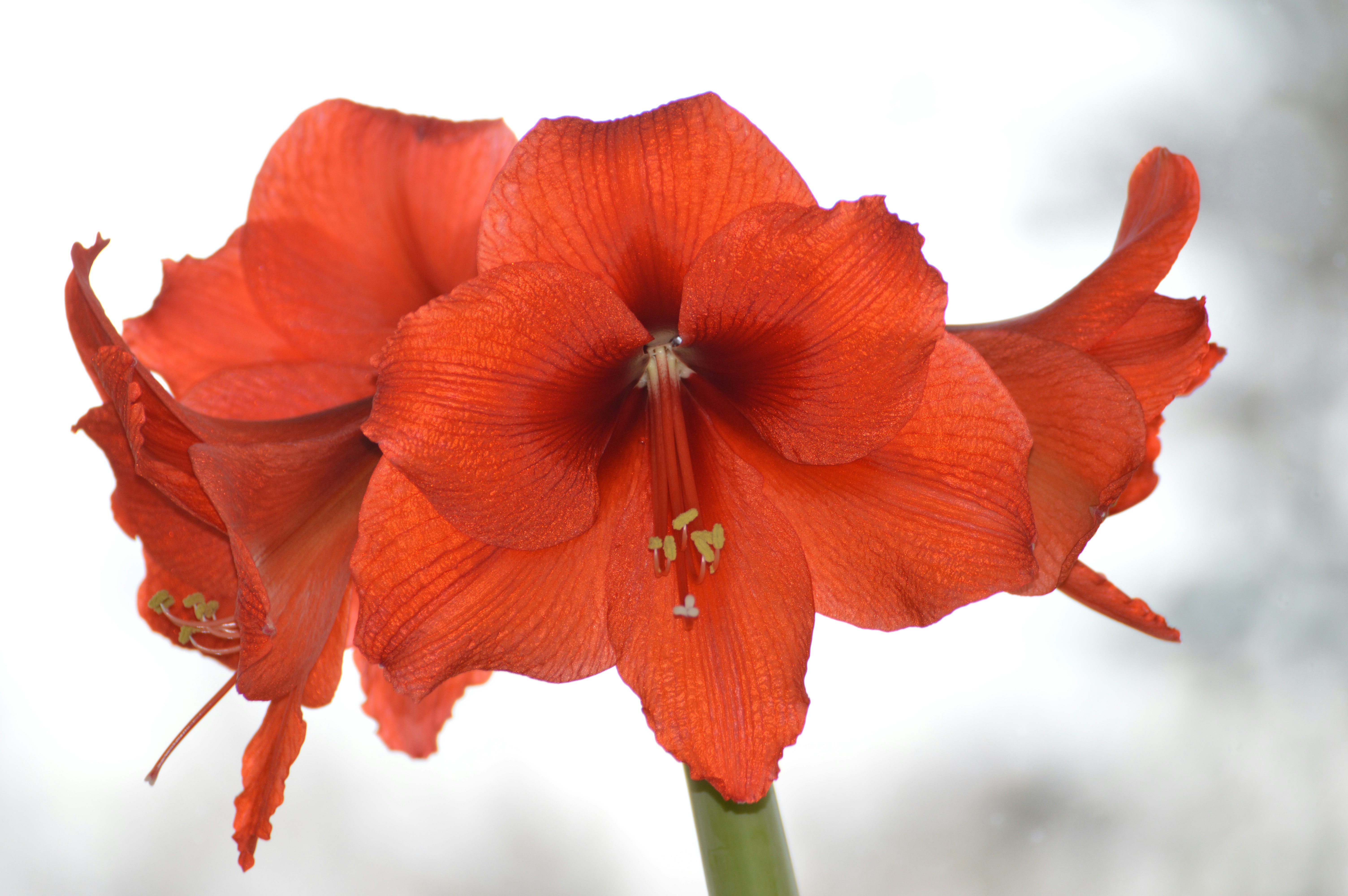 Close-up on a vibrant red amaryllis bloom, petals curling outward with a pale background and a hint of green stem at the bottom.