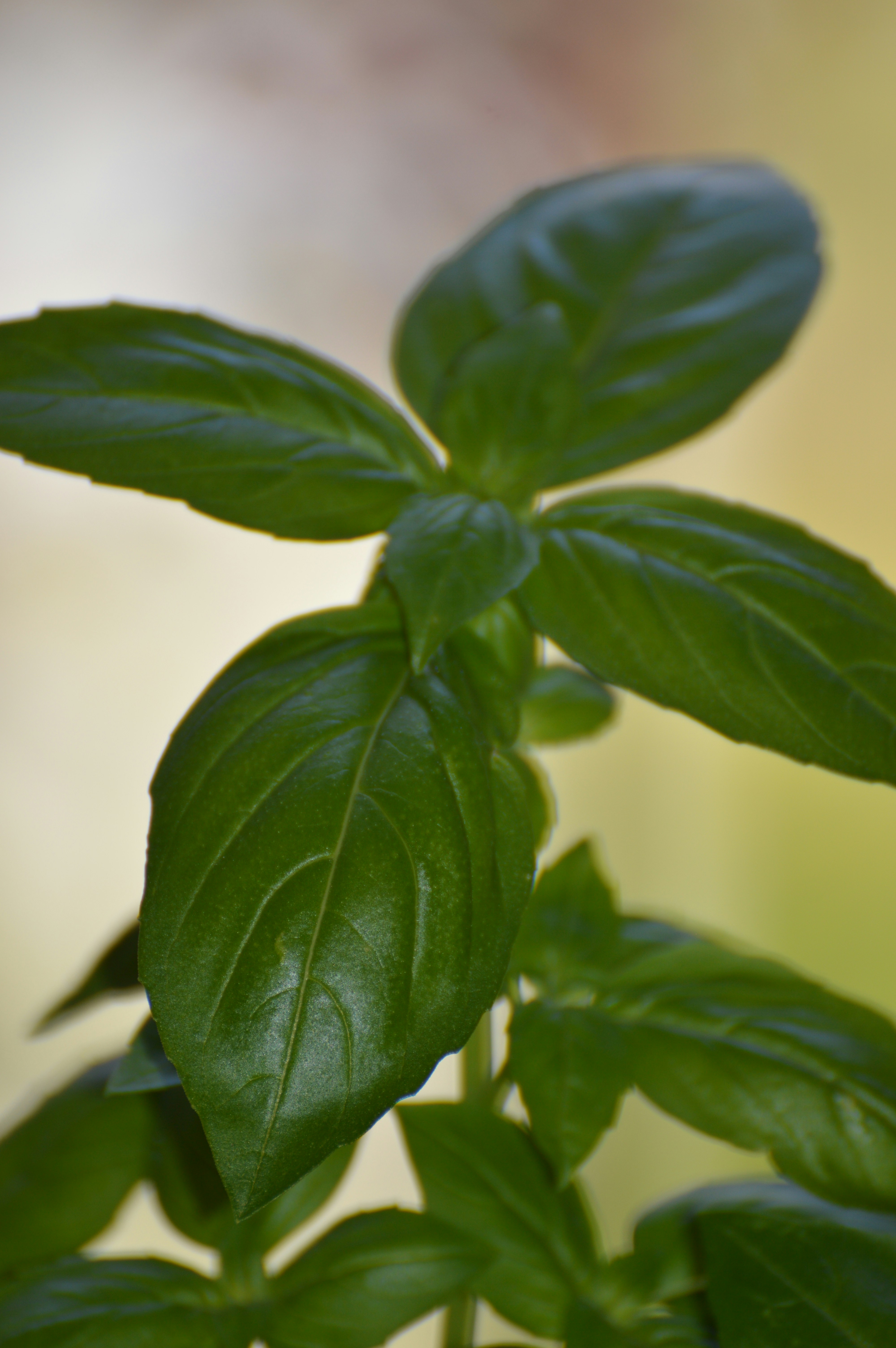 Close-Up of Fresh Basil Sprigs Reaching Toward Light