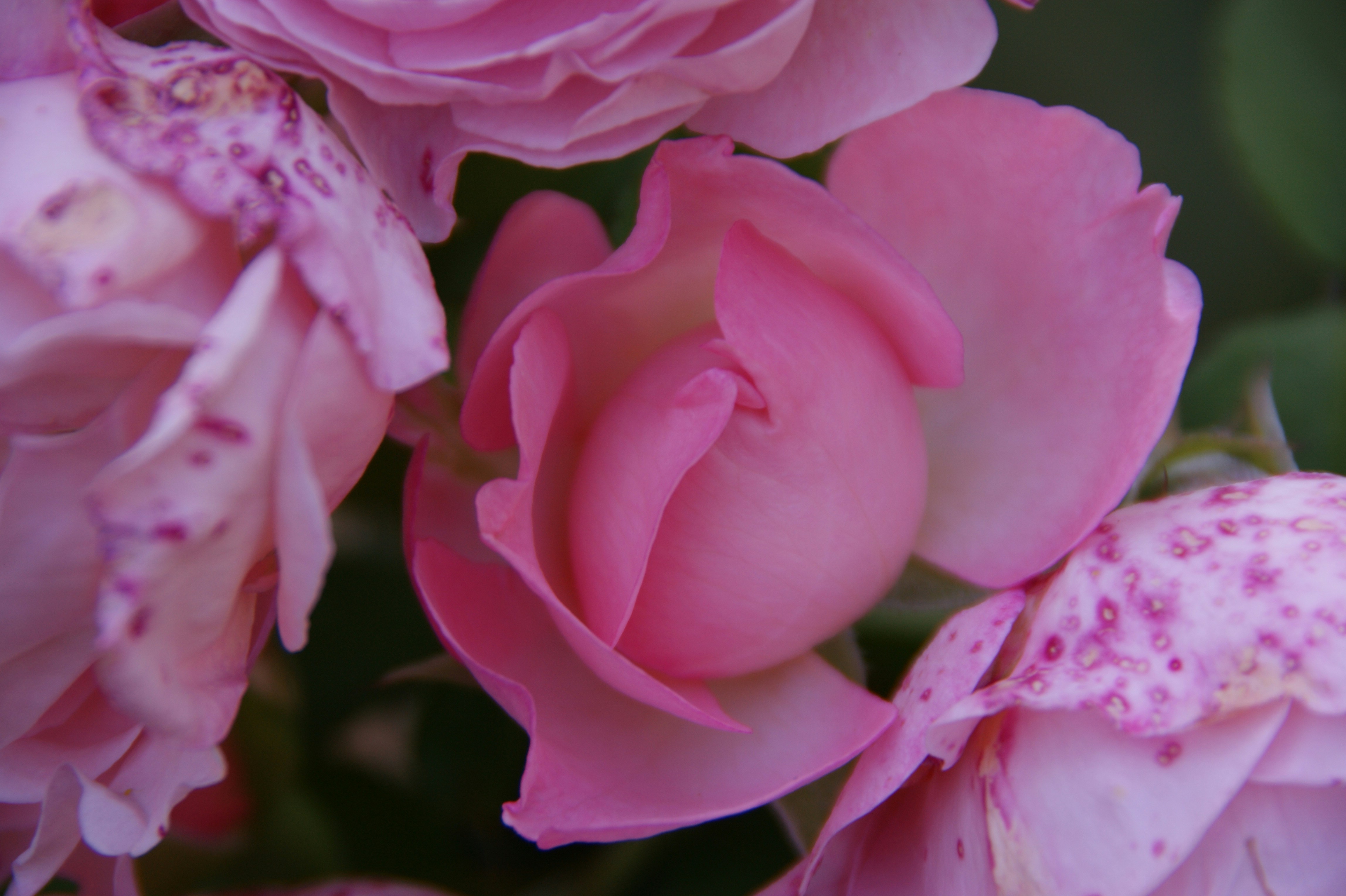 Close-up of layered pink rose petals with soft shallow depth, highlighting delicate textures and color variety.