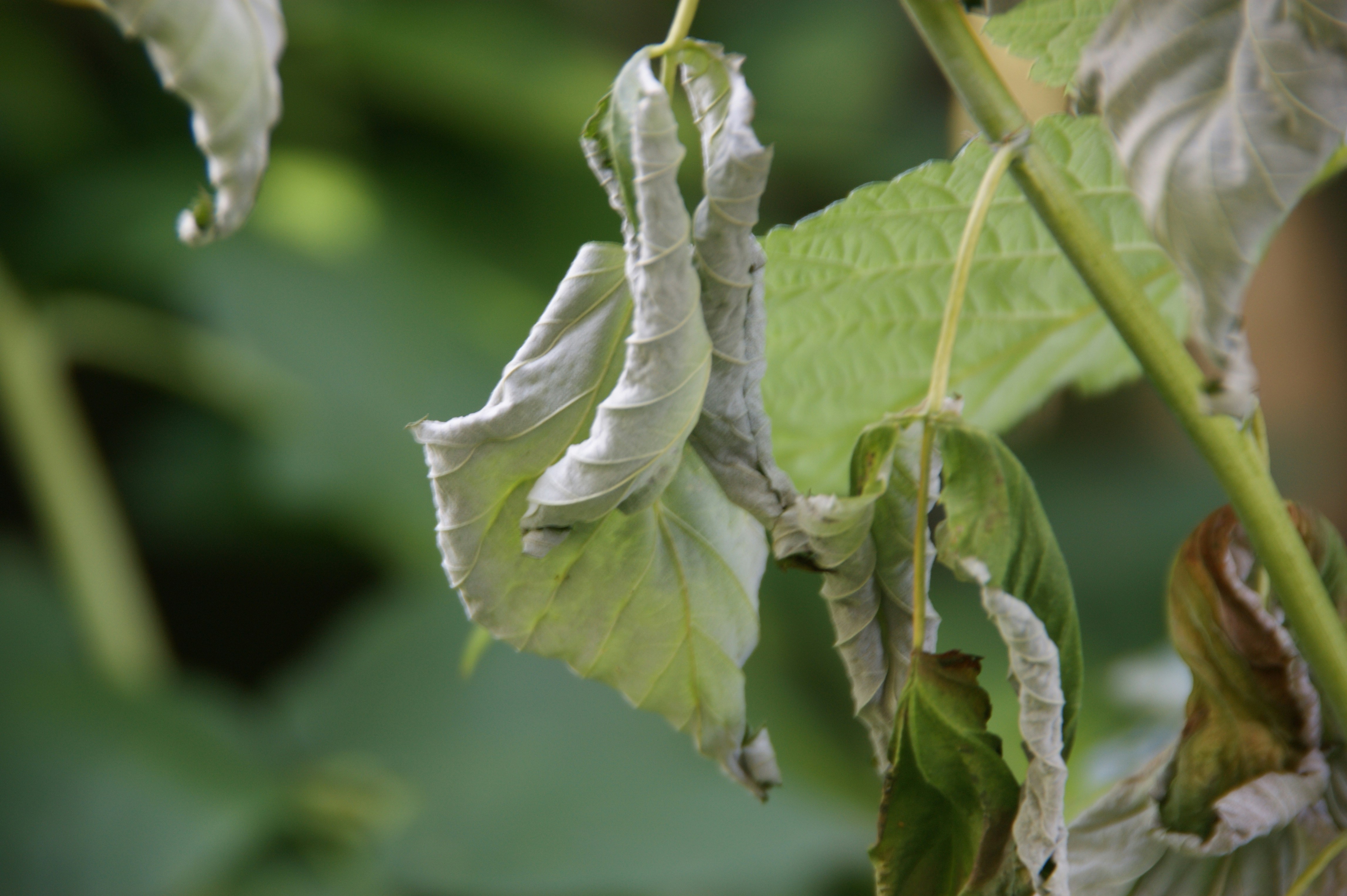 Withering Greenery: A Faded Leaf Cascade