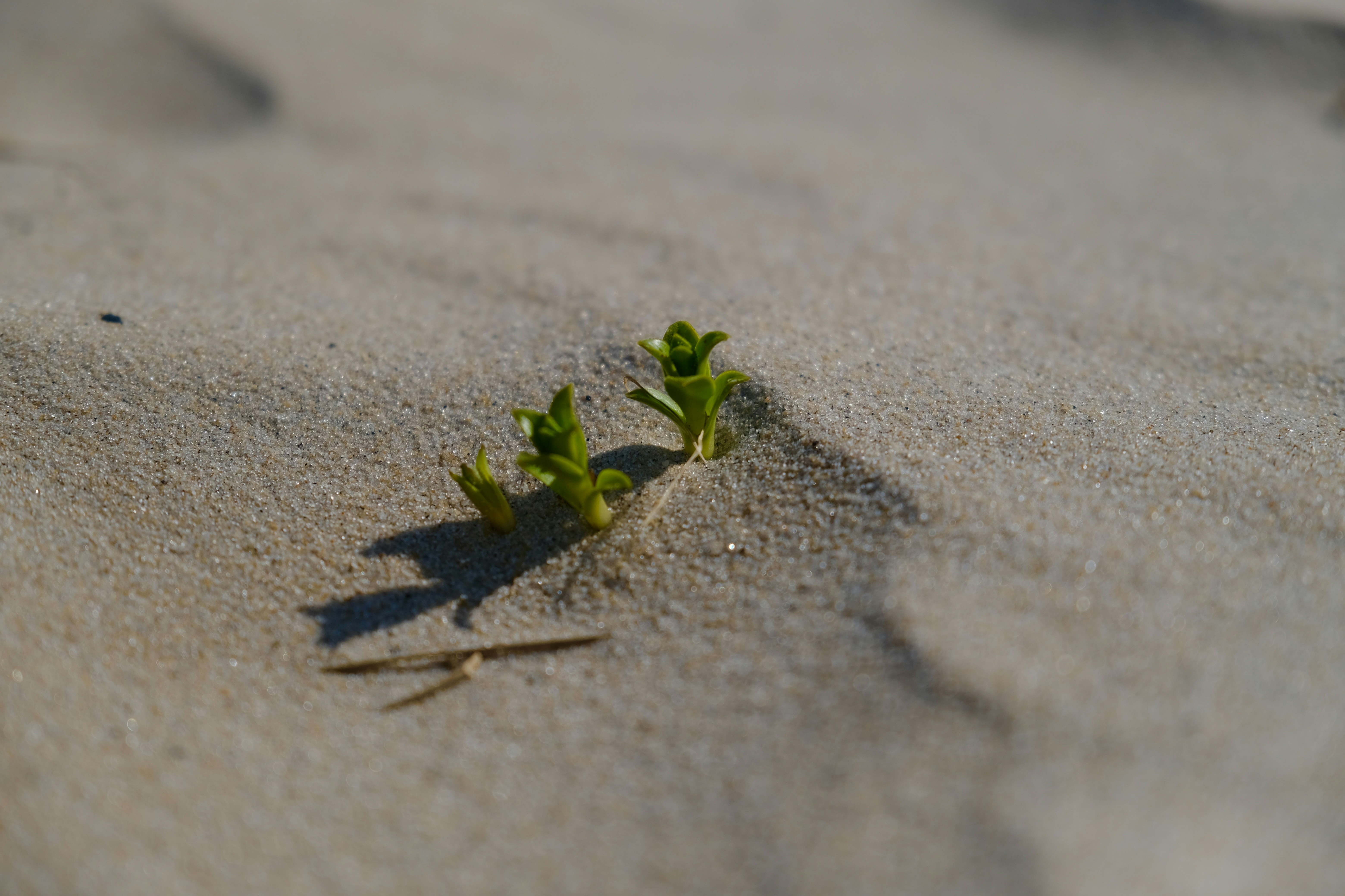 Sprouting Green at the Edge of the Dune