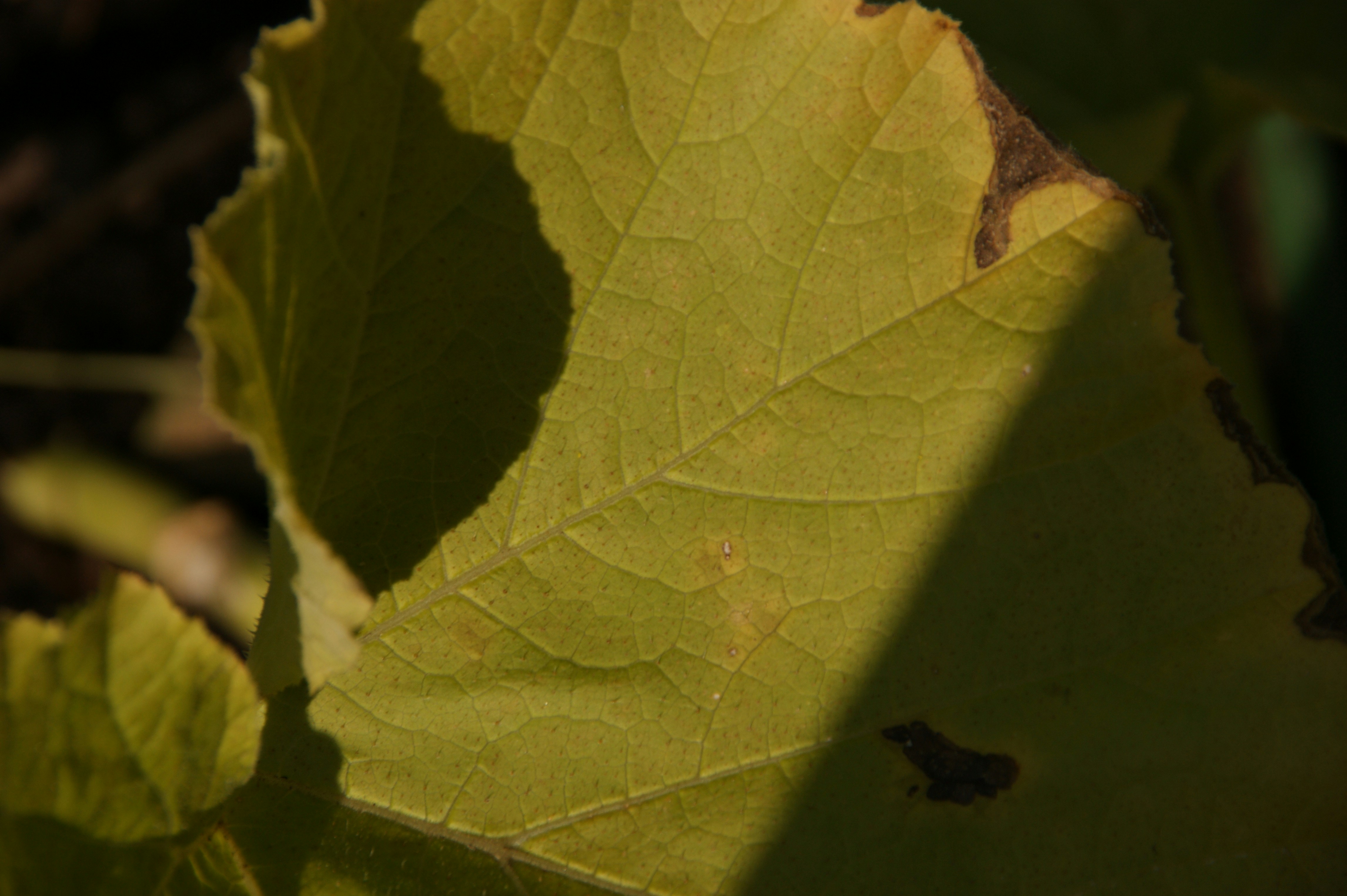 Sunlit Vein: A Close-Up of a Leaf Overlaid by Shadow