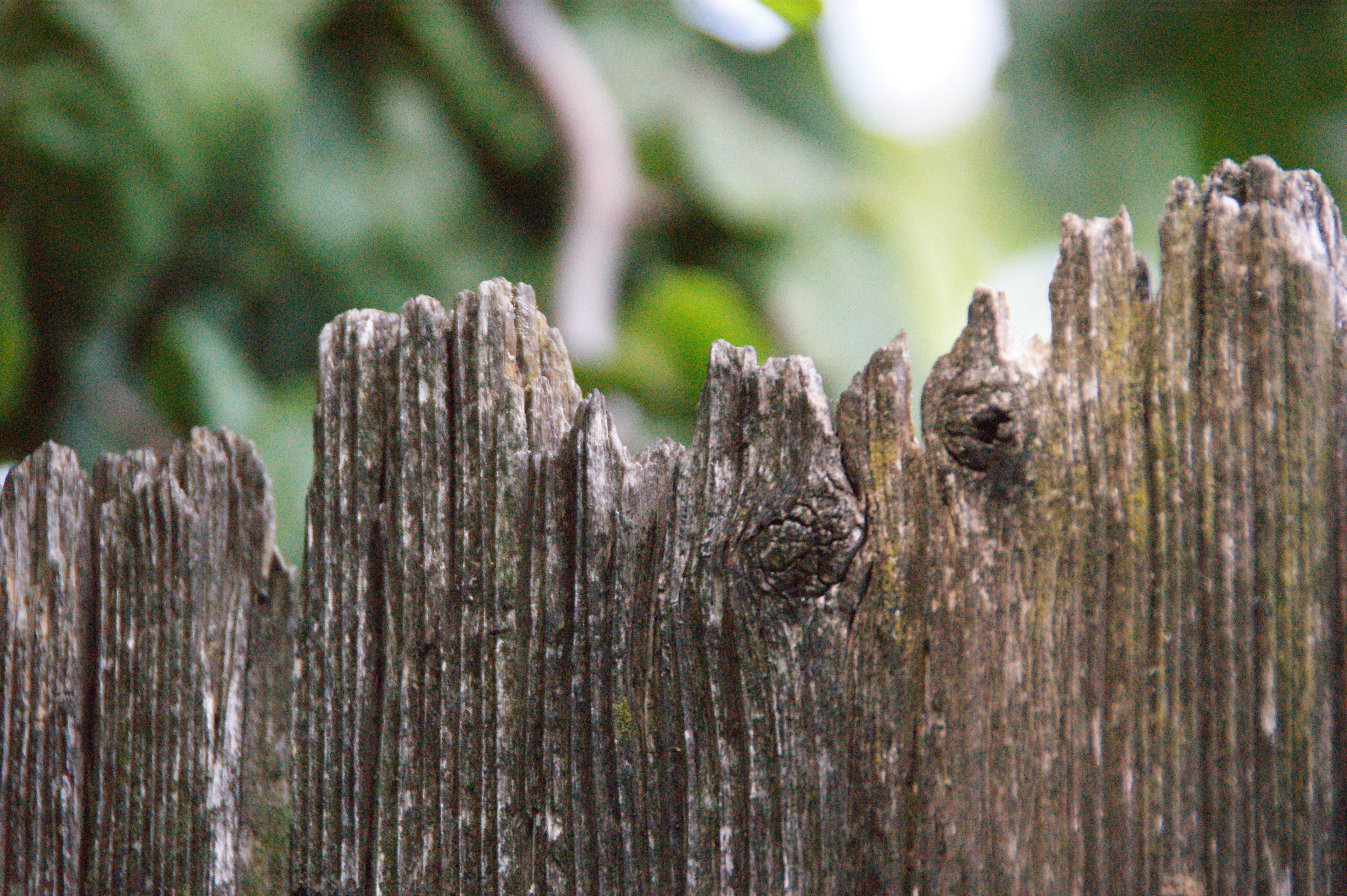 Weathered Fence Edge: Timber Texture in Focus