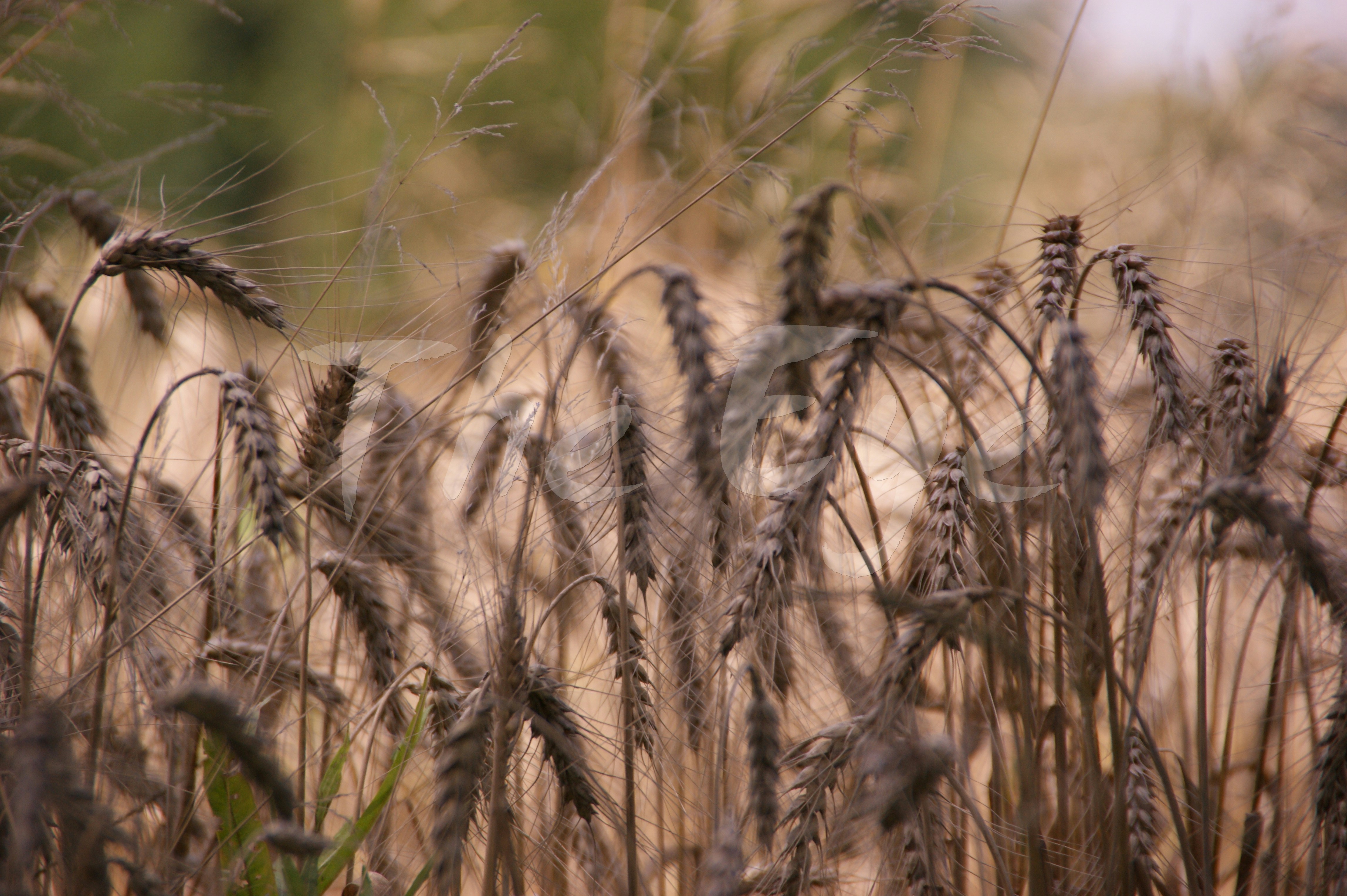 Golden Heads in a Silent Field