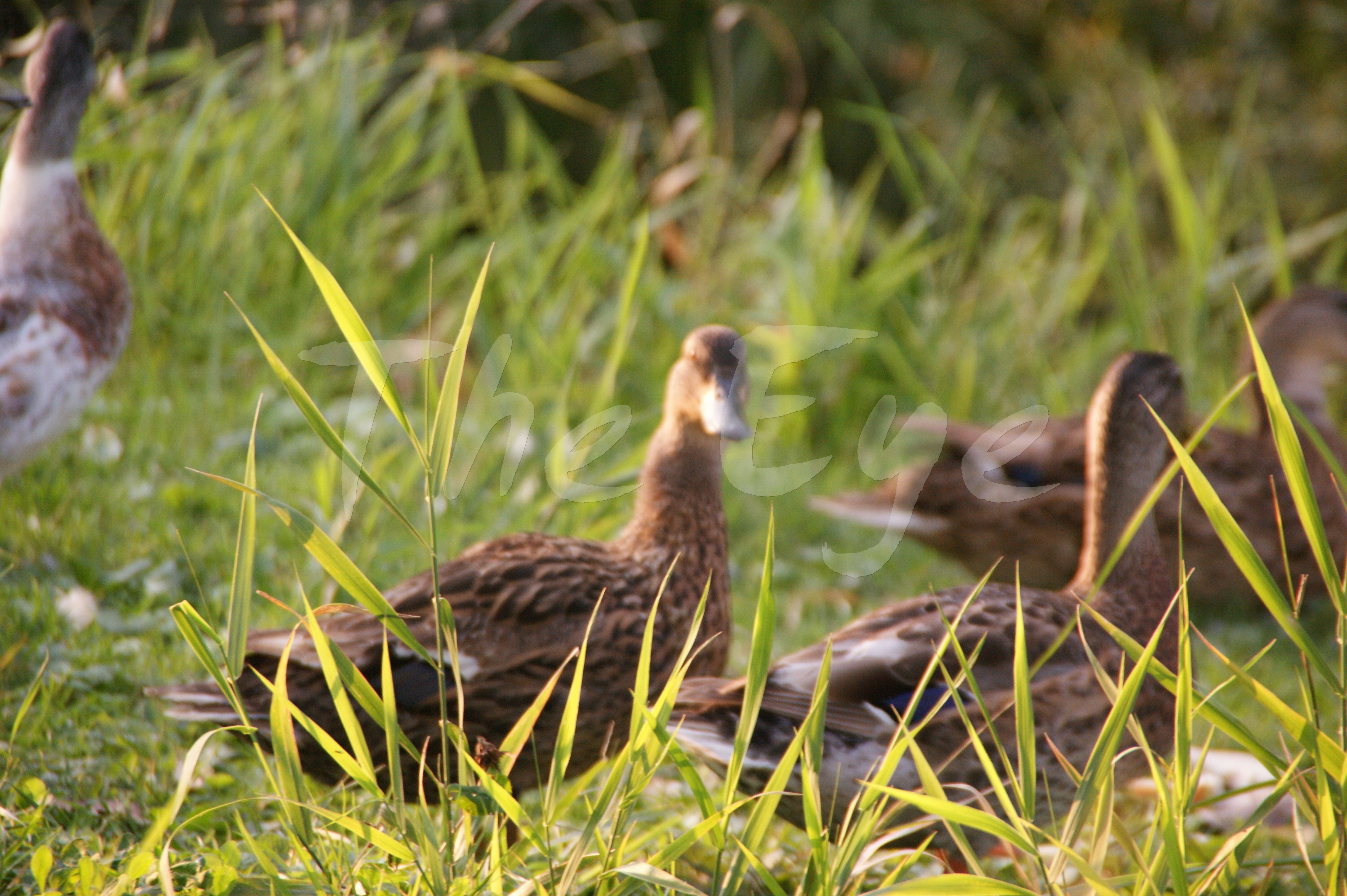 Ducks in sunlit grasses: a close-knit flock at the edge of a shallow pond