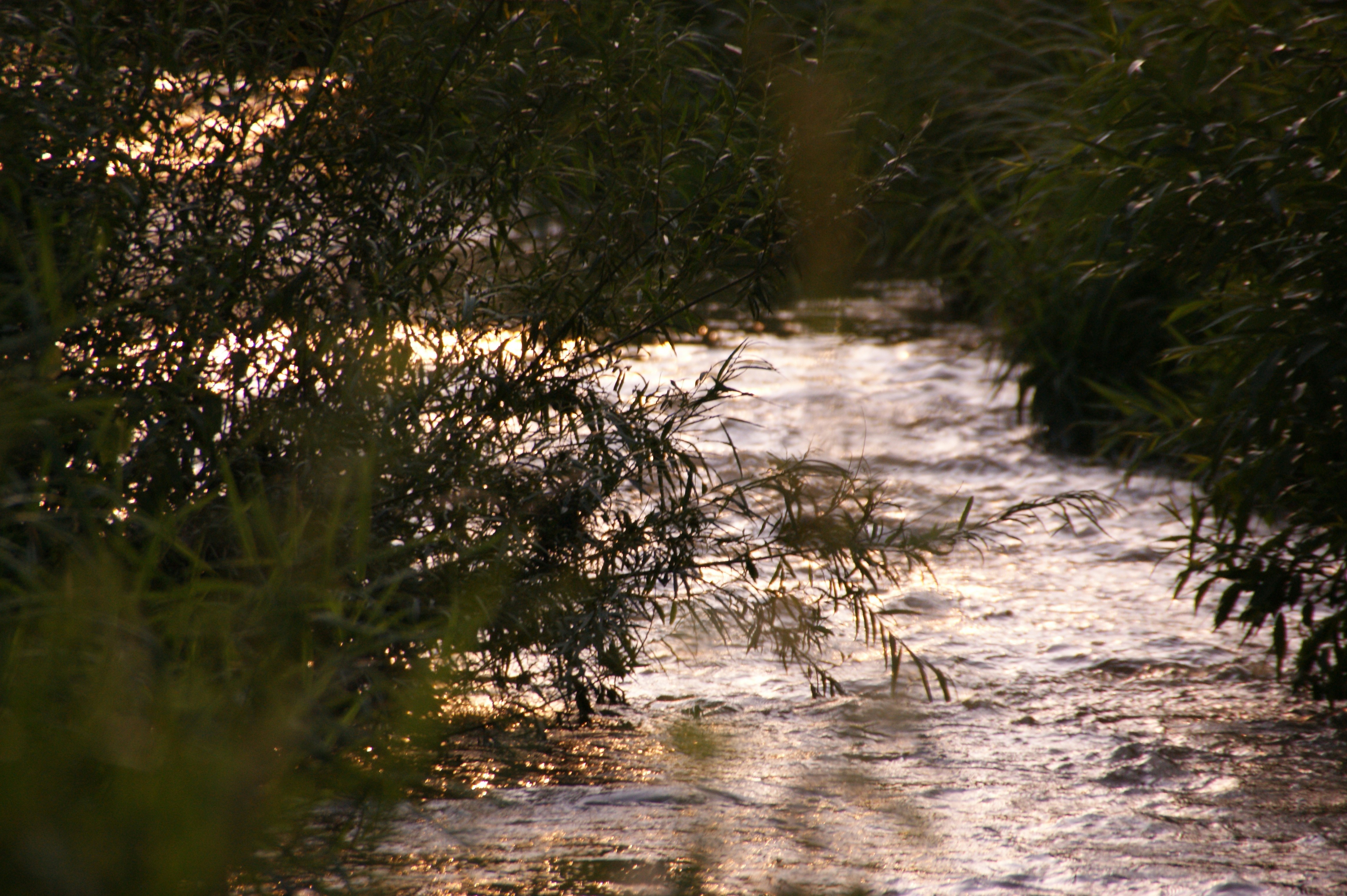 Quiet Riverbank in Evening Light