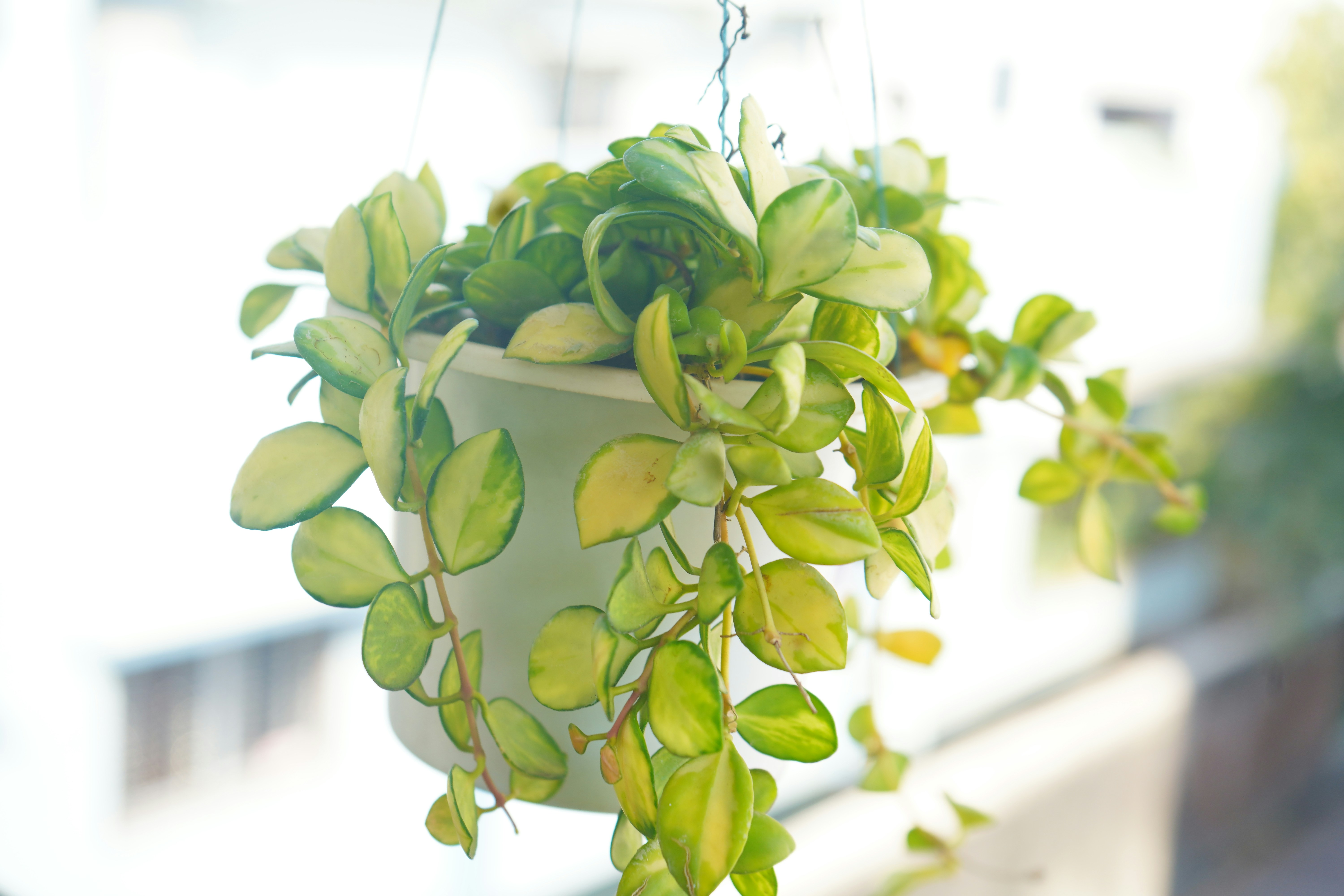 Hanging Greenery: A Quiet Snapshot of a Lustrous Potted Plant