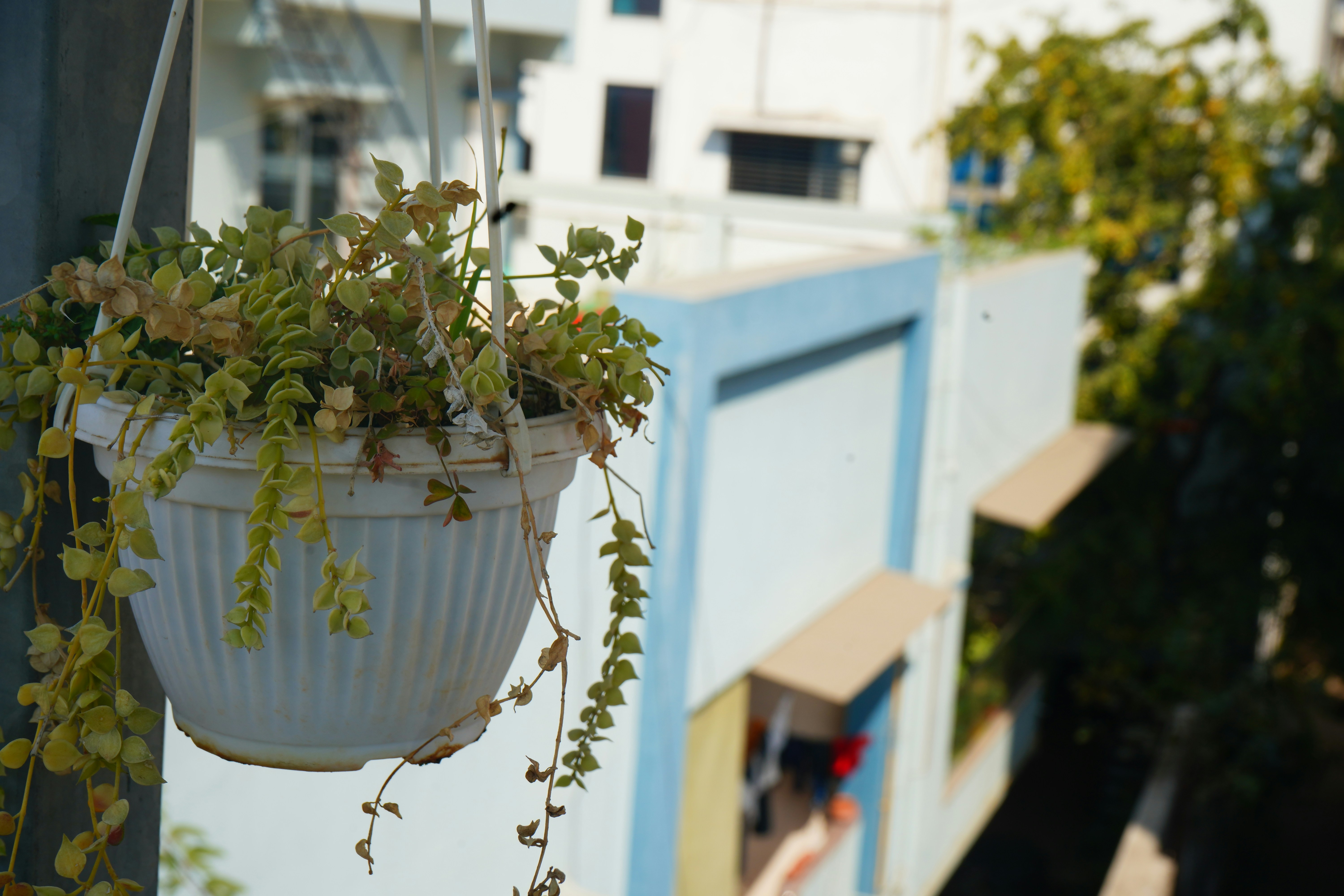 Hanging planter on a sunlit balcony over a city block