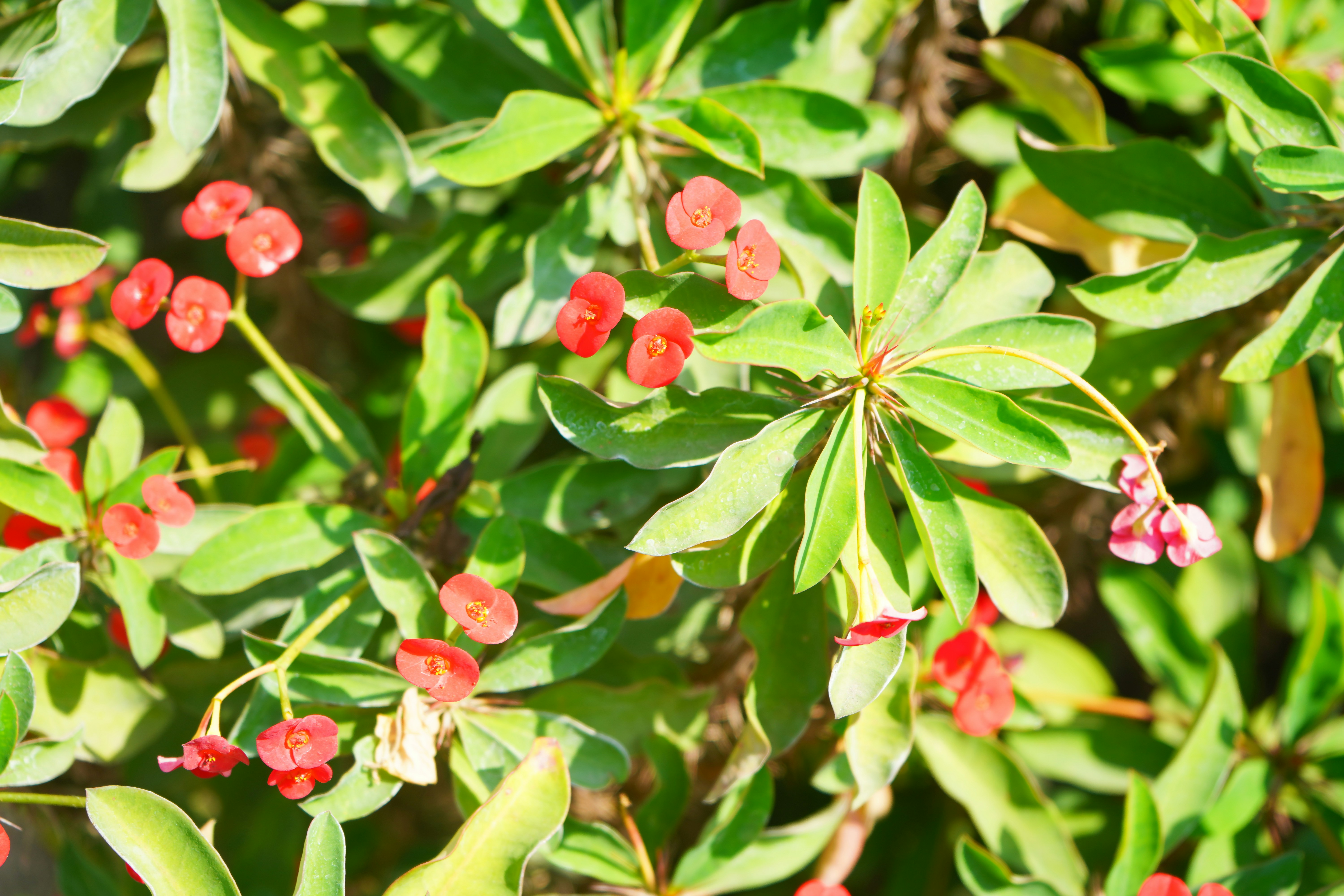 Red Florals in Sharp Focus
