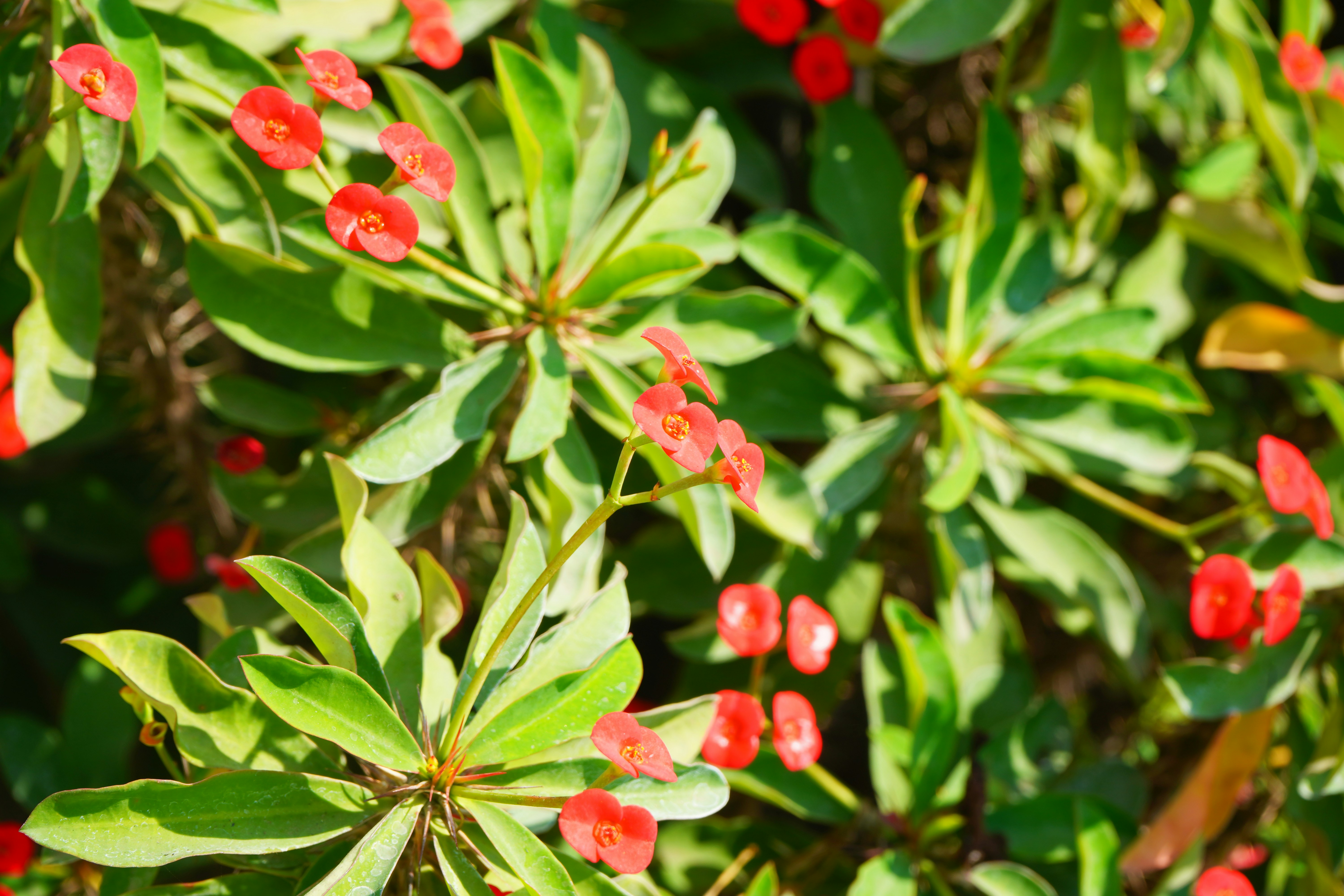 Crimson Blossoms Among Verdant Leaves