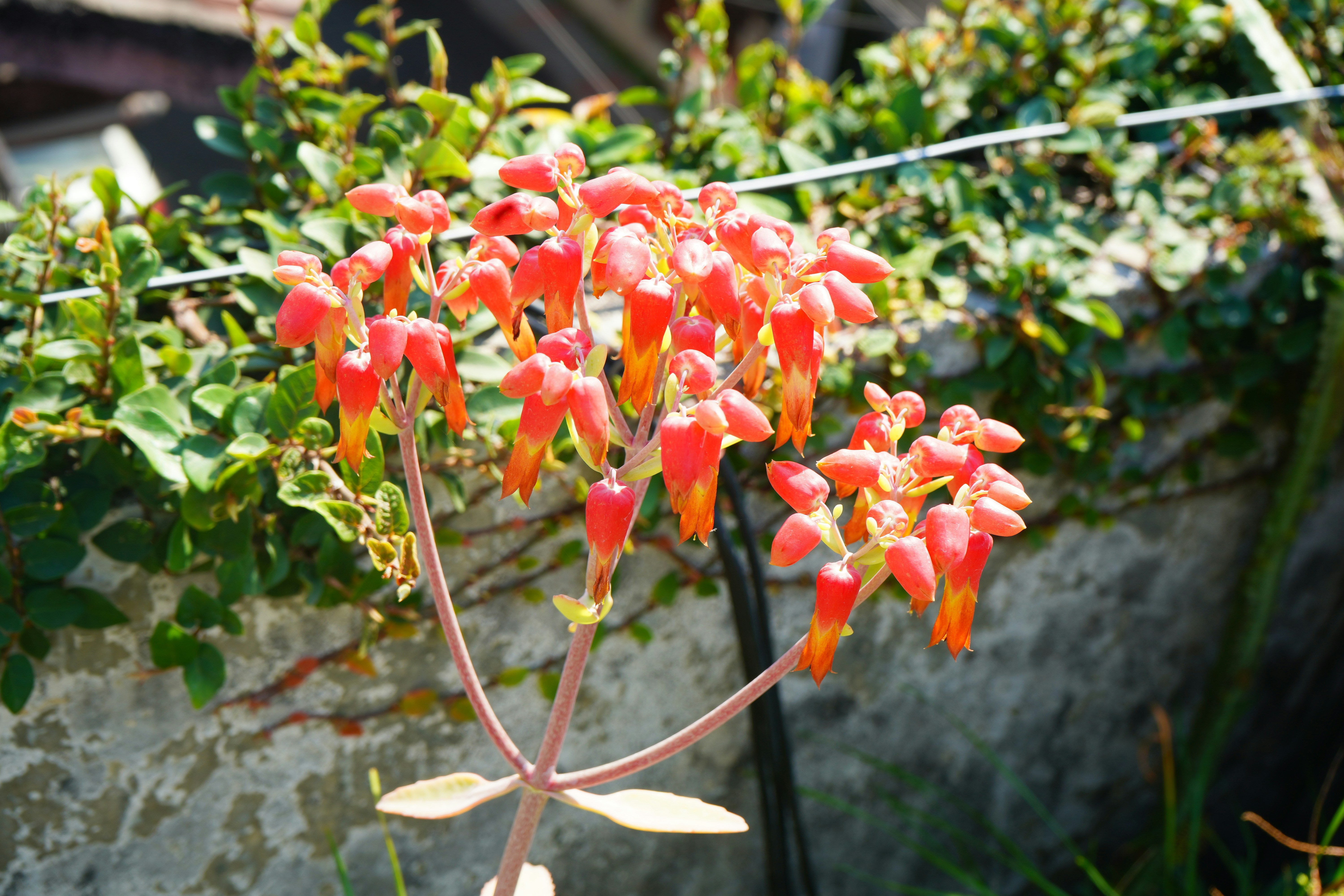 Cluster of Coral-Hued Succulent Flowers in Sunlit Urban Garden