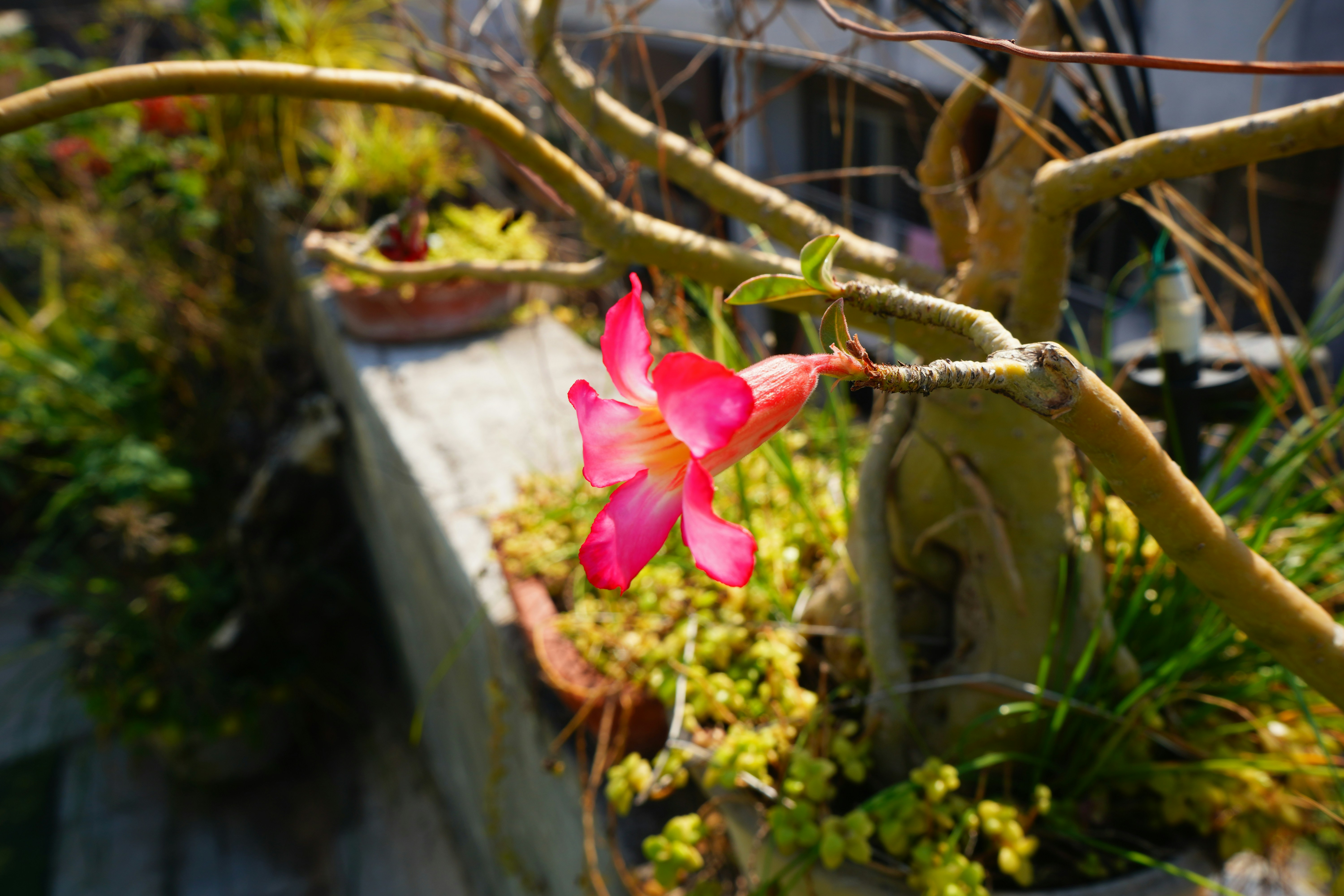 Petal in Focus: A Pink Flower Graces a Quiet Garden Branch