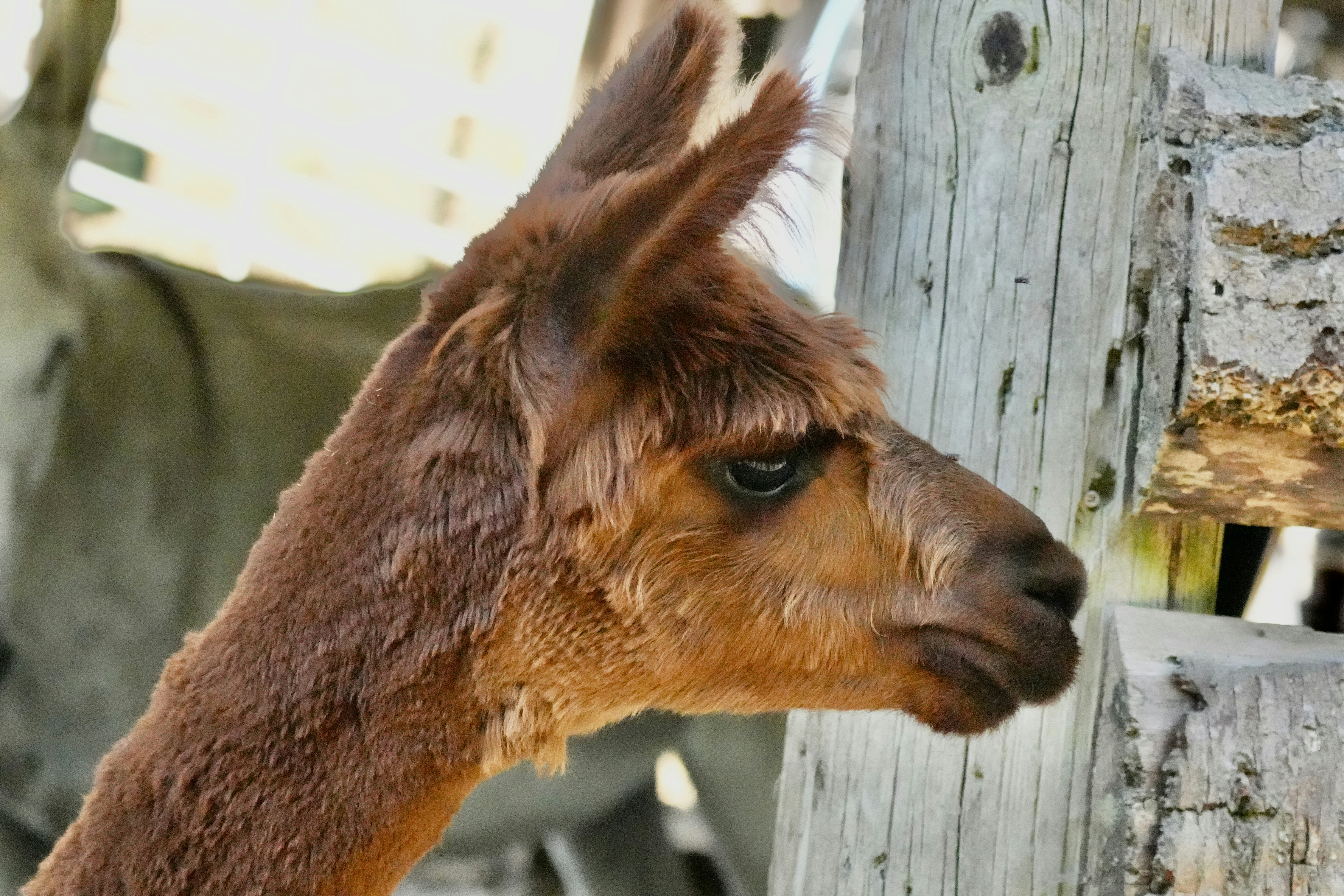 Llama in the Rough: Gaze Through the Split Rails