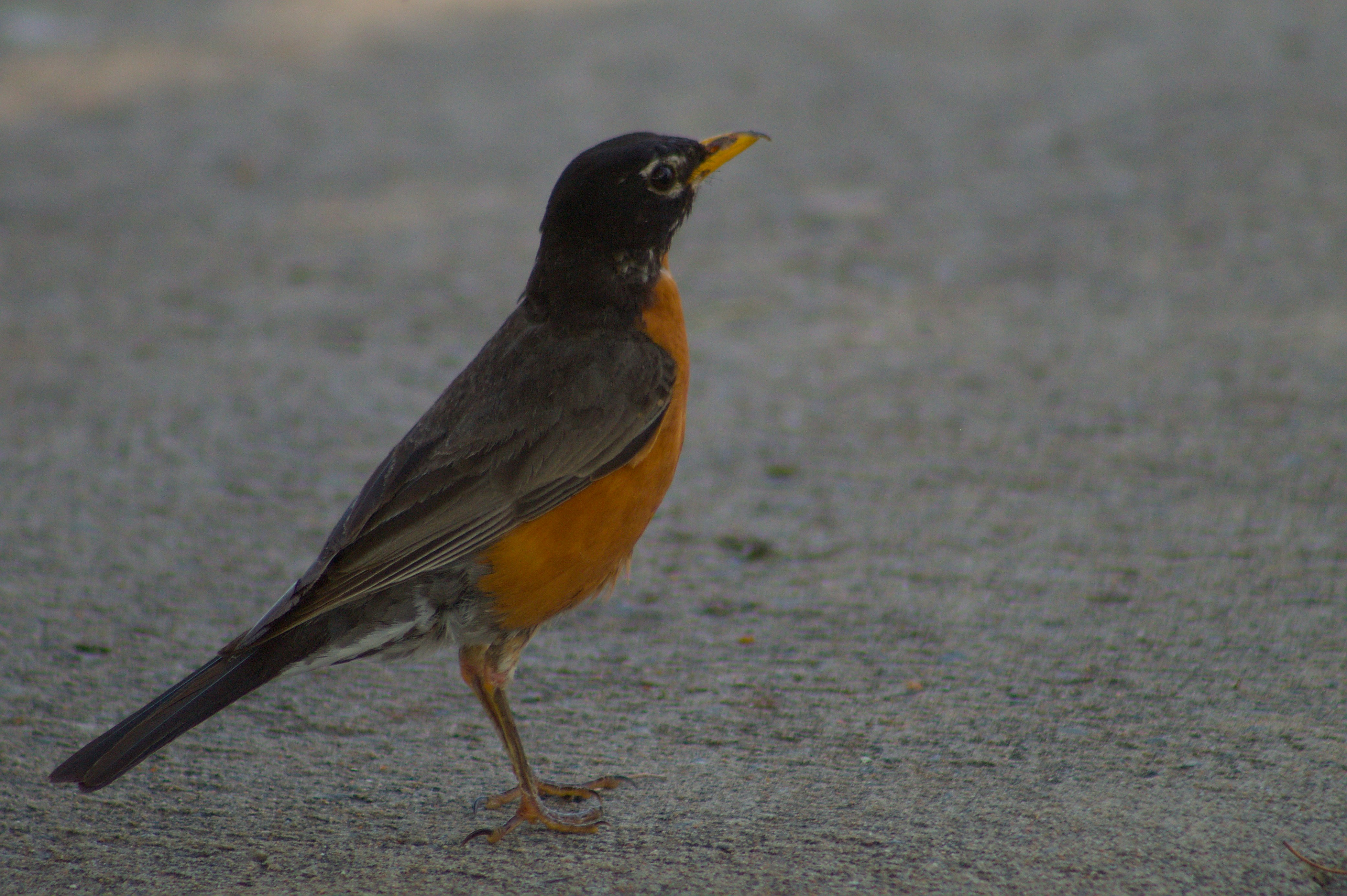 Orange-breasted Robin Strolling on Quiet Pavement