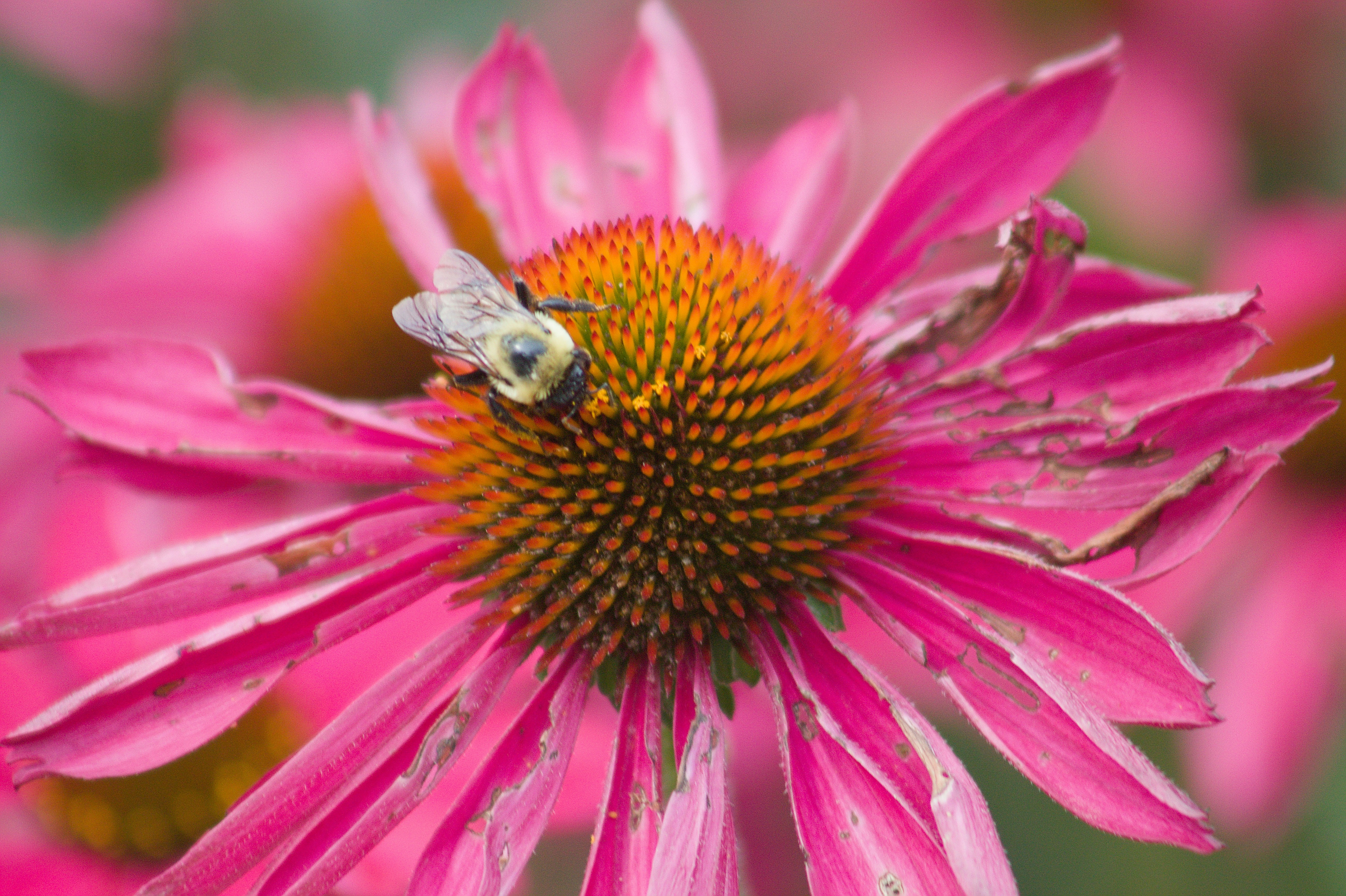 Bee on a Magenta Bloom: Narrow Focus on a Petal-Top Visitor
