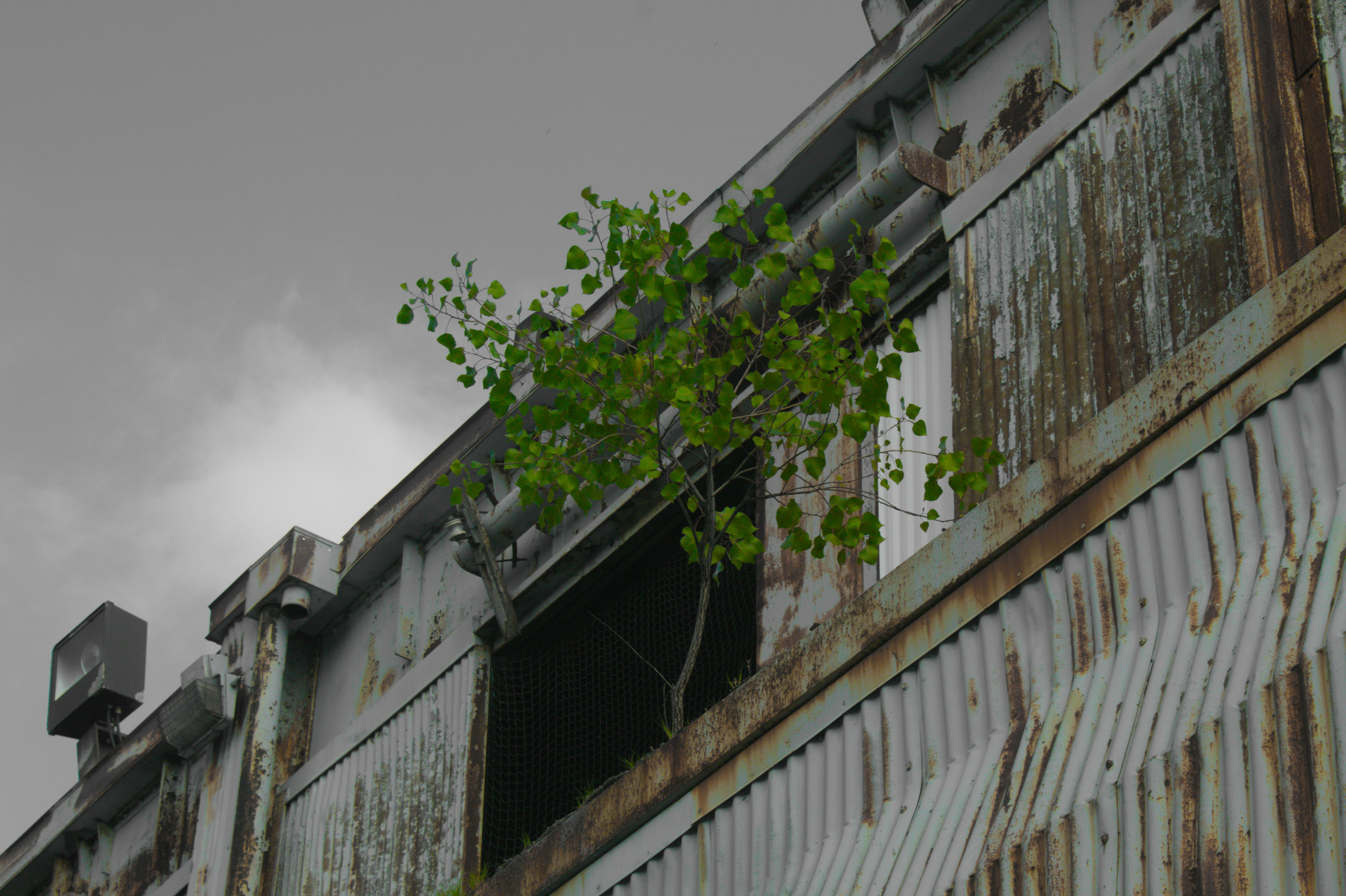 A small, green vine sprouts from a rusted industrial wall, framed against corrugated metal and weathered panels with a cloudy sky in the background.